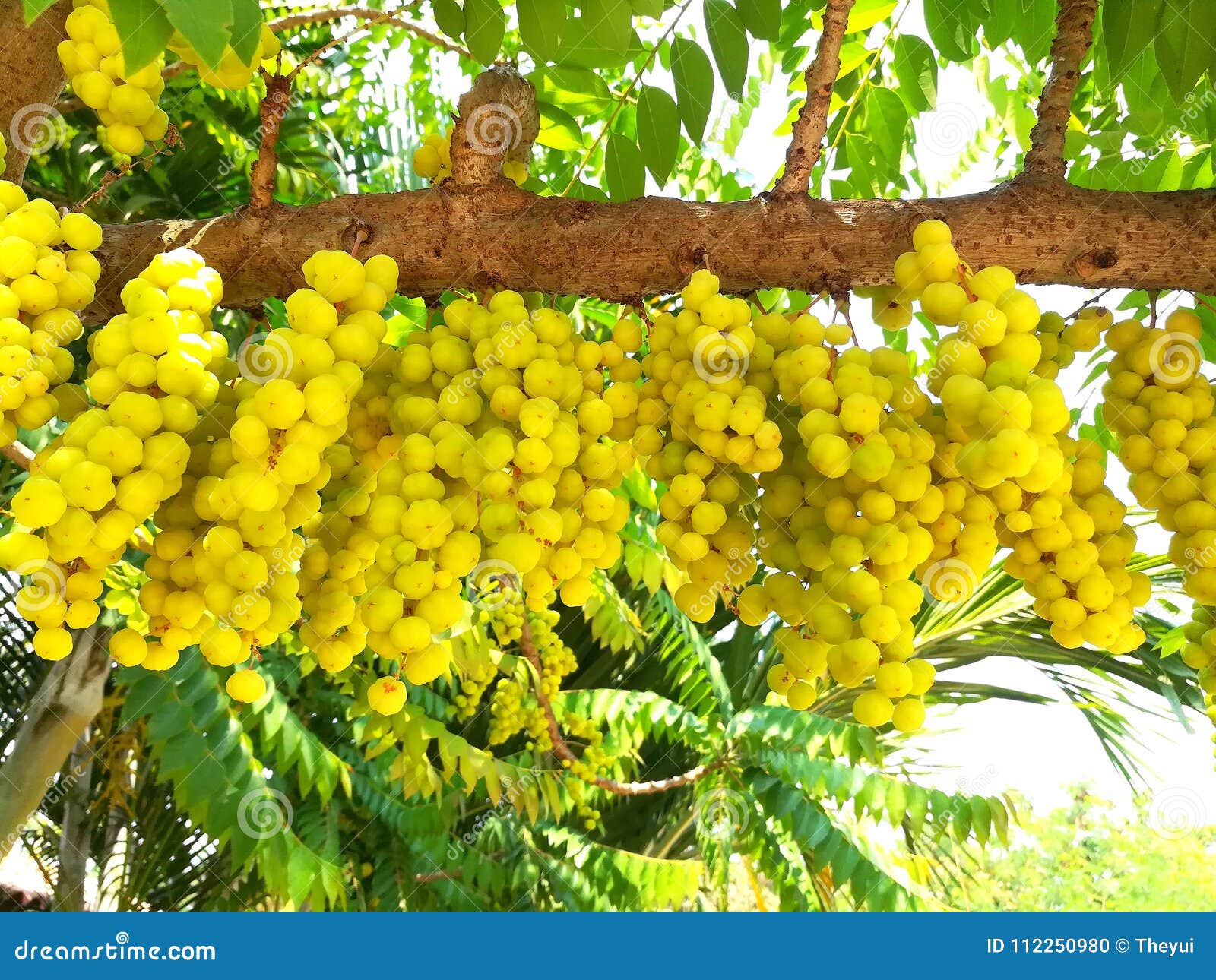 Star gooseberry on tree stock photo. Image of star, dessert - 112250980