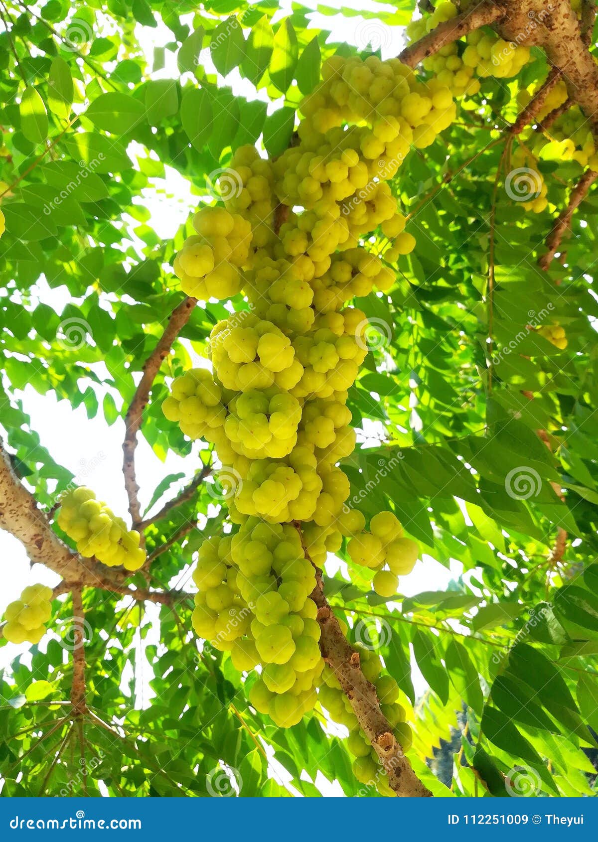 Star gooseberry on tree stock image. Image of nature - 112251009
