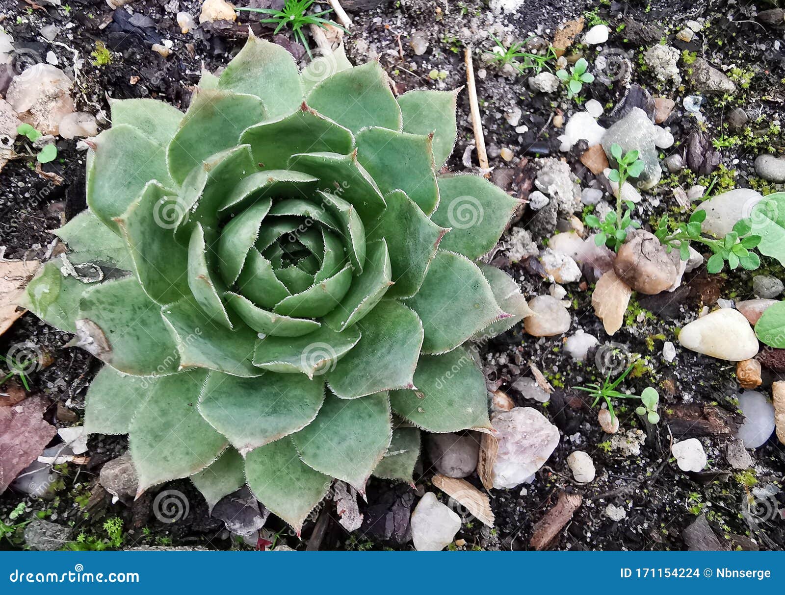 Closeup of Star Shaped Succulent in the Garden Stock Photo - Image of ...