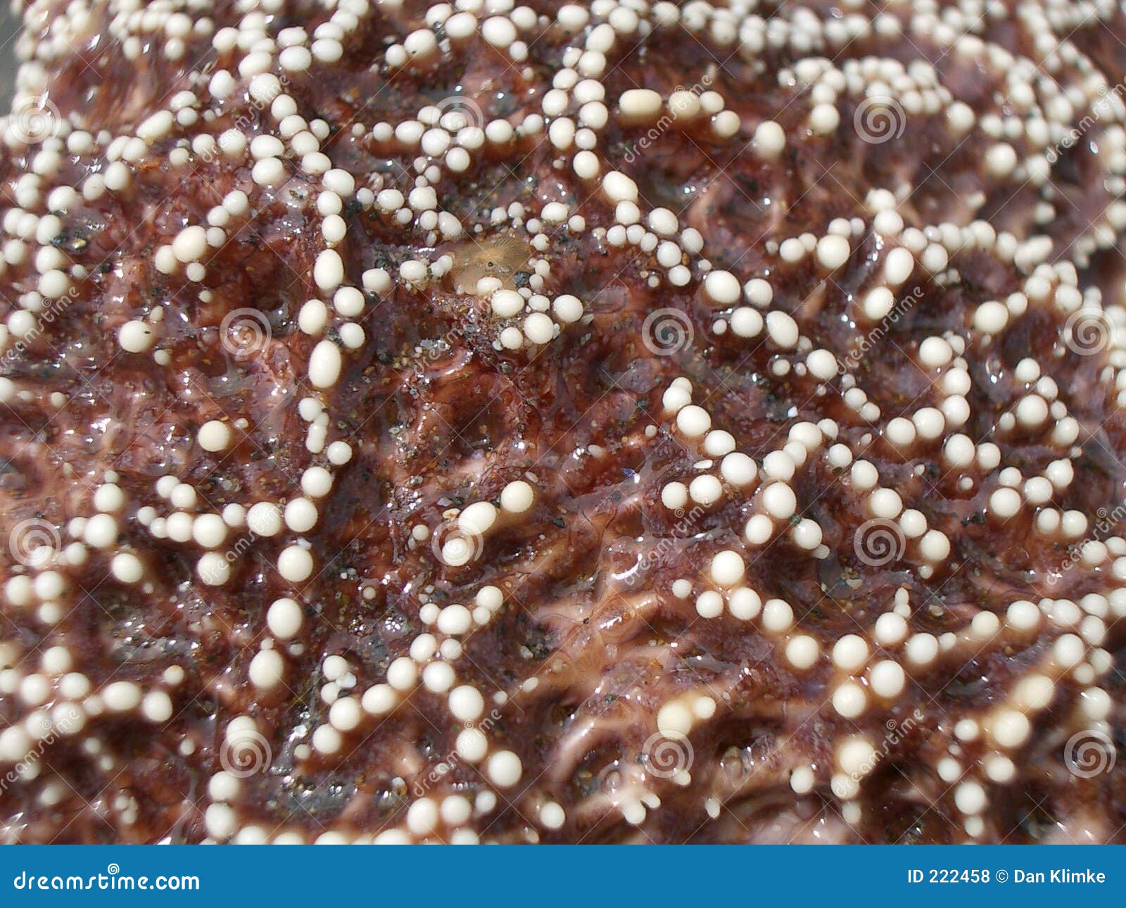 Closeup of Starfish Skin stock photo. Image of starfish - 222458