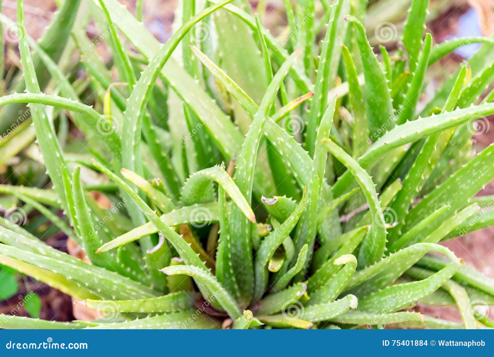Closeup Stem of the Aloe Vera Stock Photo - Image of flower, growth ...