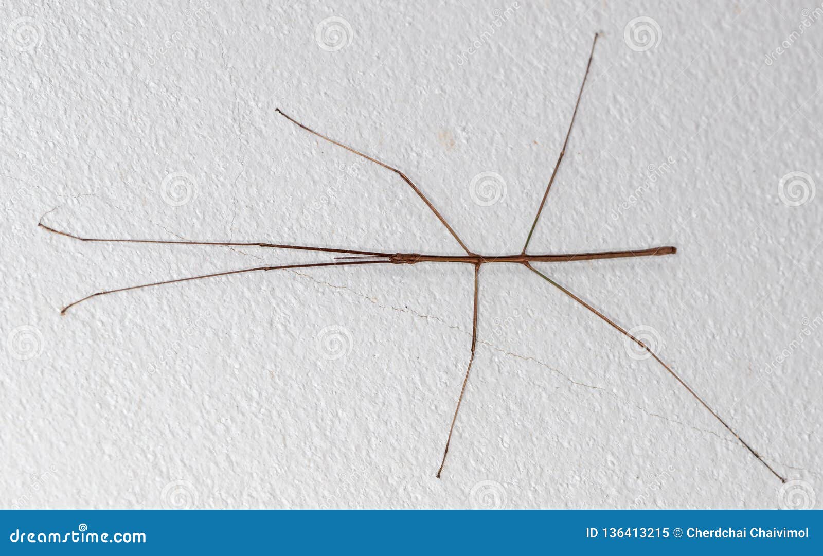 Close Up Stick Insect or Stick Bug on White Wall Stock Image - Image of ...