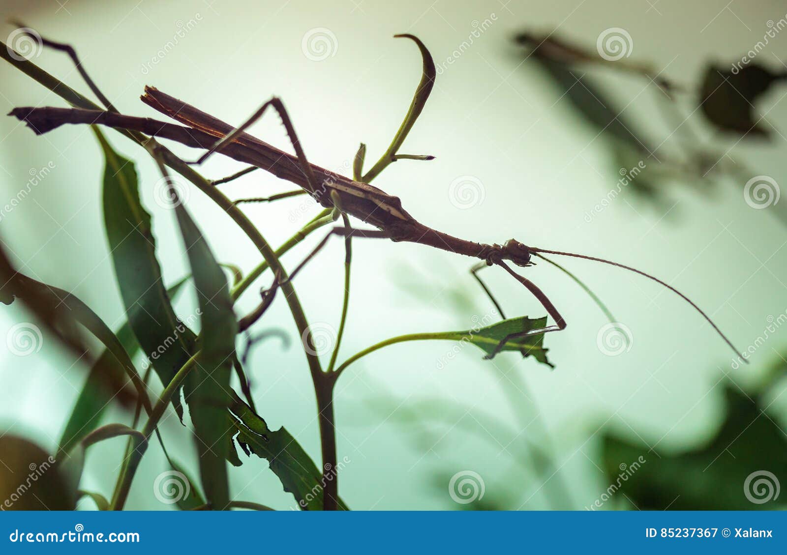 Stick insect on a plant stock image. Image of plant, entomology - 85237367