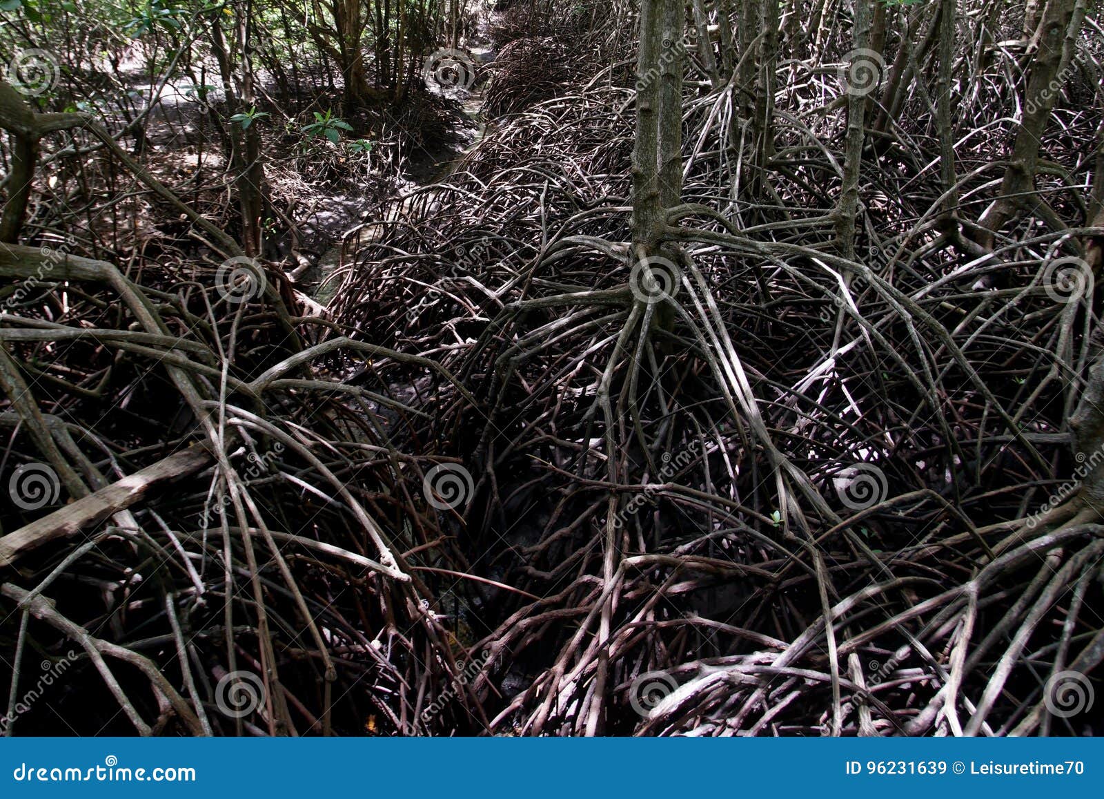 Closeup Stilt Root of the Mangrove Trees Stock Image - Image of tree ...