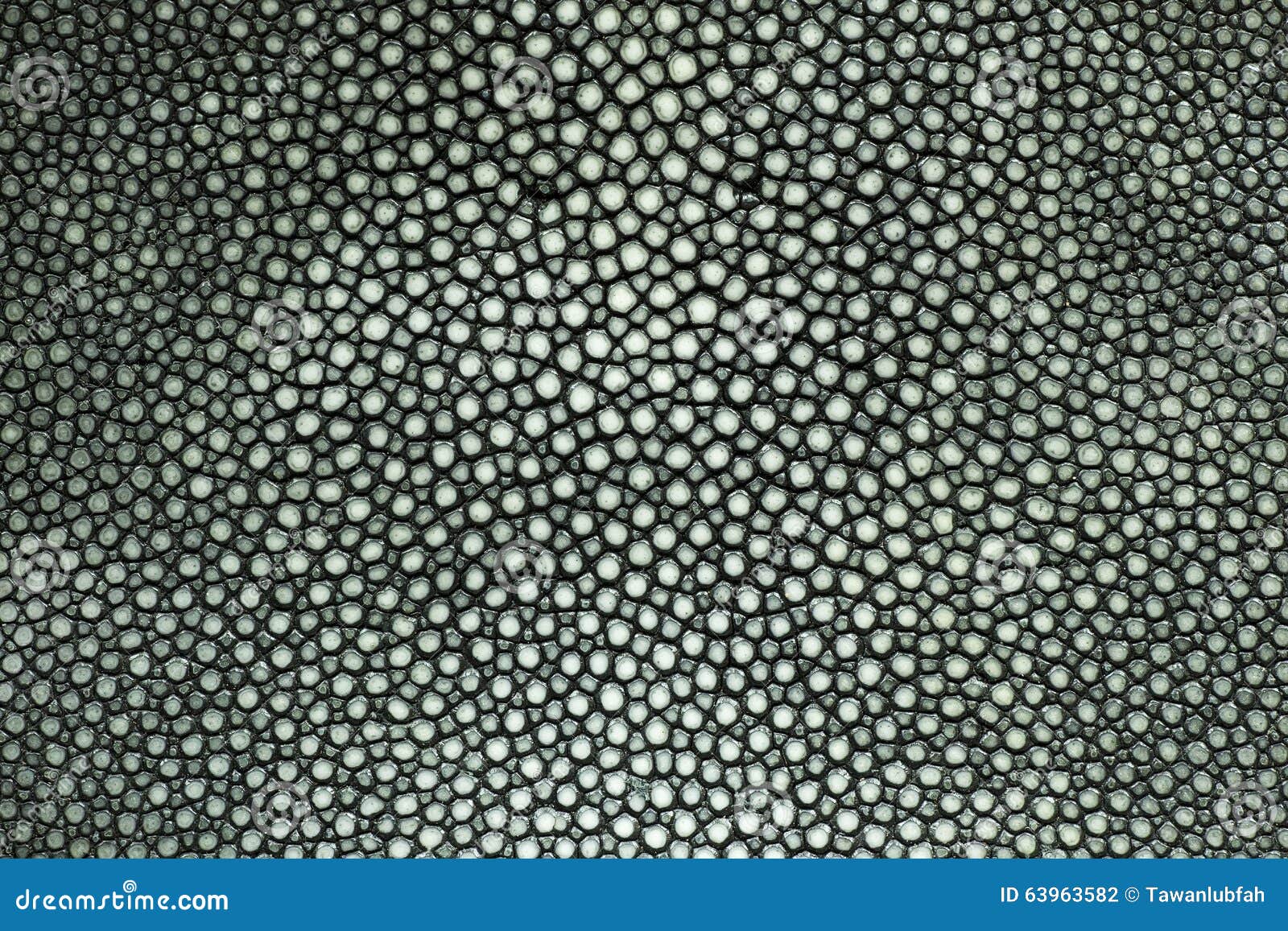 Closeup of a Stingray Skin Texture Stock Photo - Image of knob, female ...