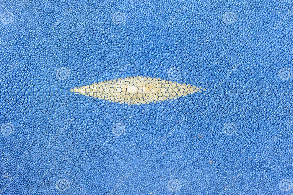 A Closeup of a Stingray Skin Texture Stock Image - Image of decoration ...