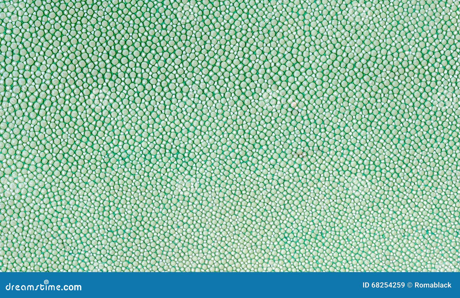 A Closeup of a Stingray Skin Texture Stock Illustration - Illustration ...