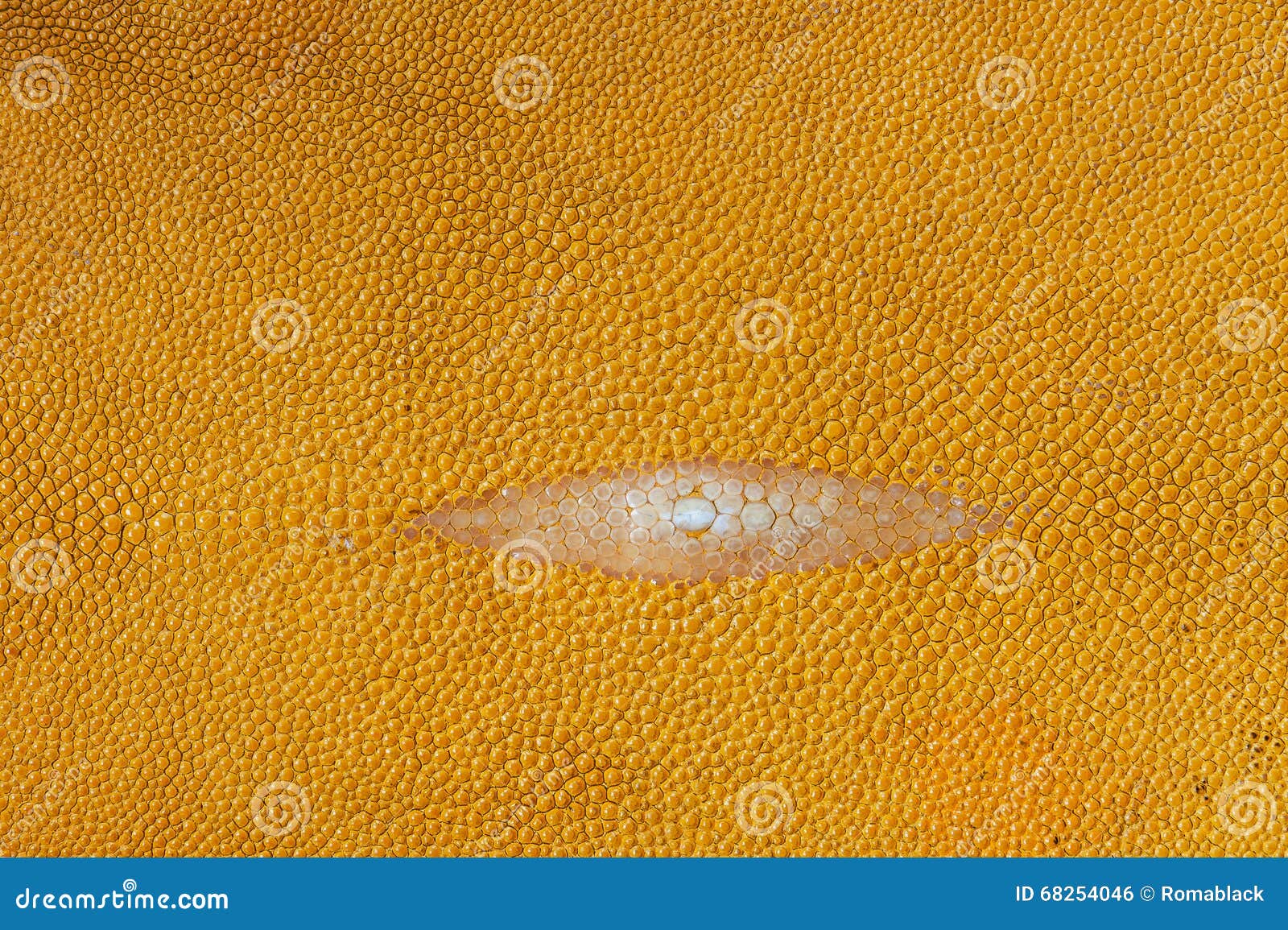 A Closeup of a Stingray Skin Texture Stock Photo - Image of nature ...