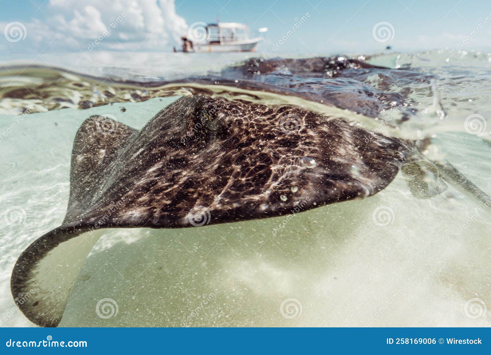 Closeup of a Stingray Swimming in the Ocean in the Bahamas Stock Photo ...