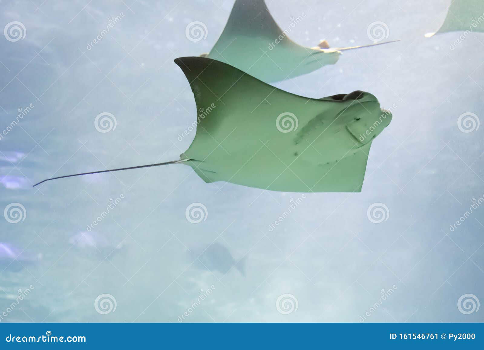 Closeup of Stingray in Water Stock Image - Image of stingray, undersea ...