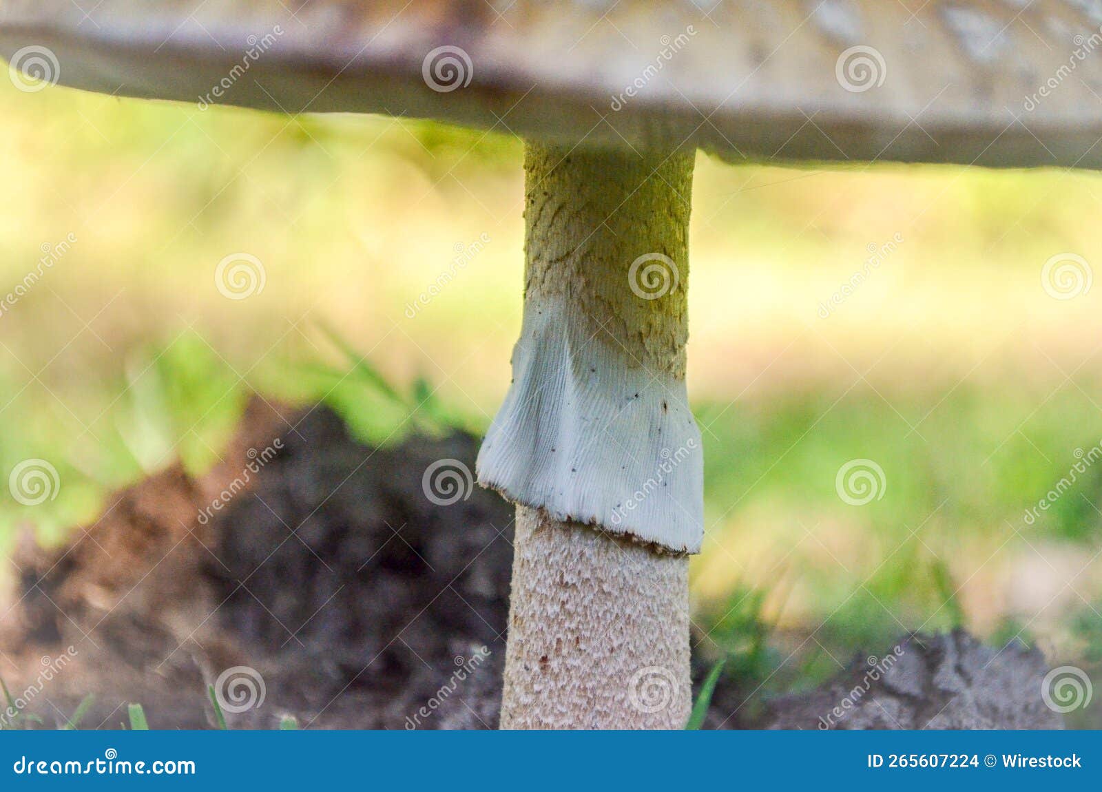 Closeup Of A Stipe Of A Mushroom Royalty-Free Stock Image ...