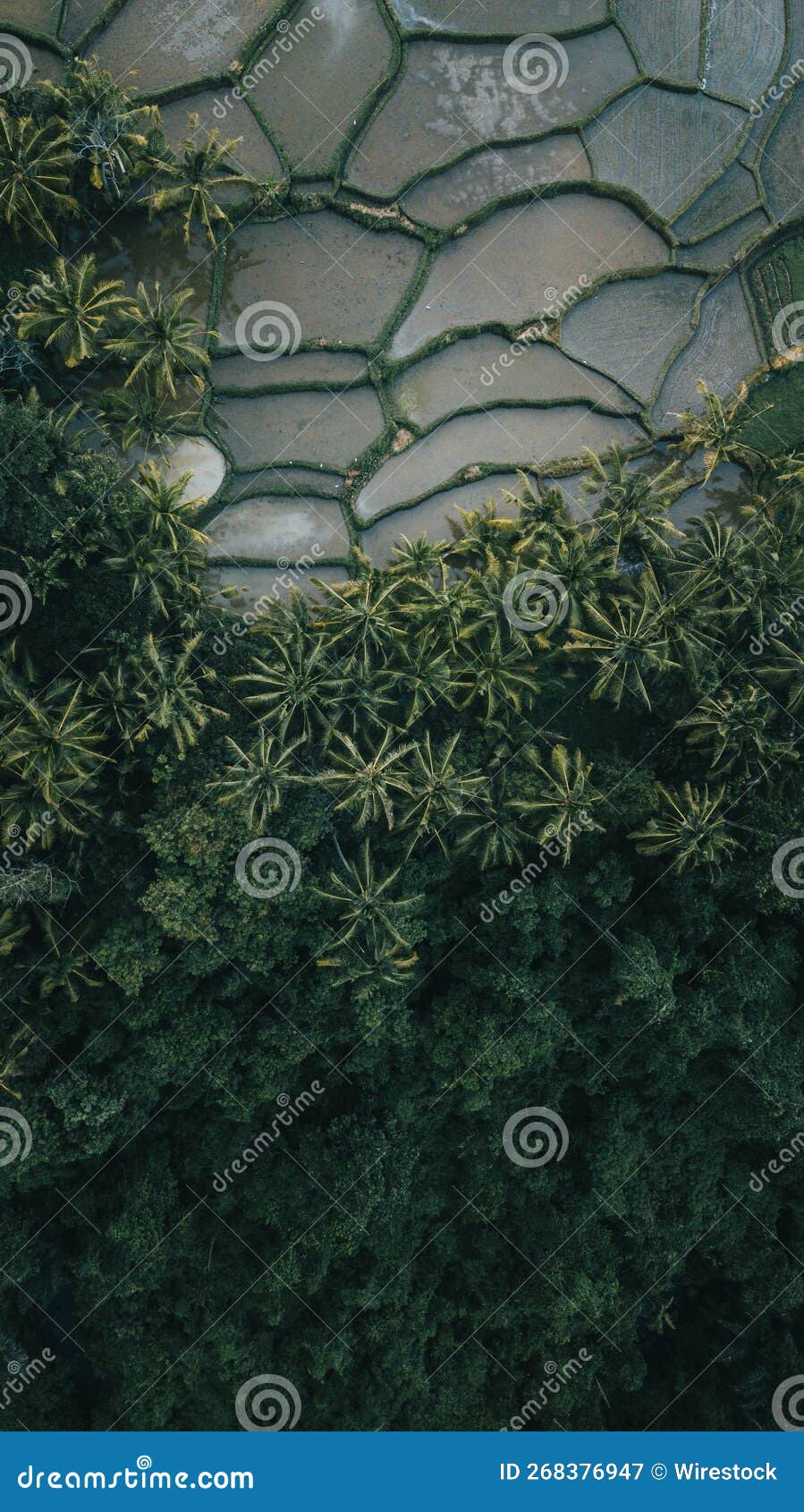 Closeup of a Stone Wall Overgrown with Plants Stock Image - Image of ...