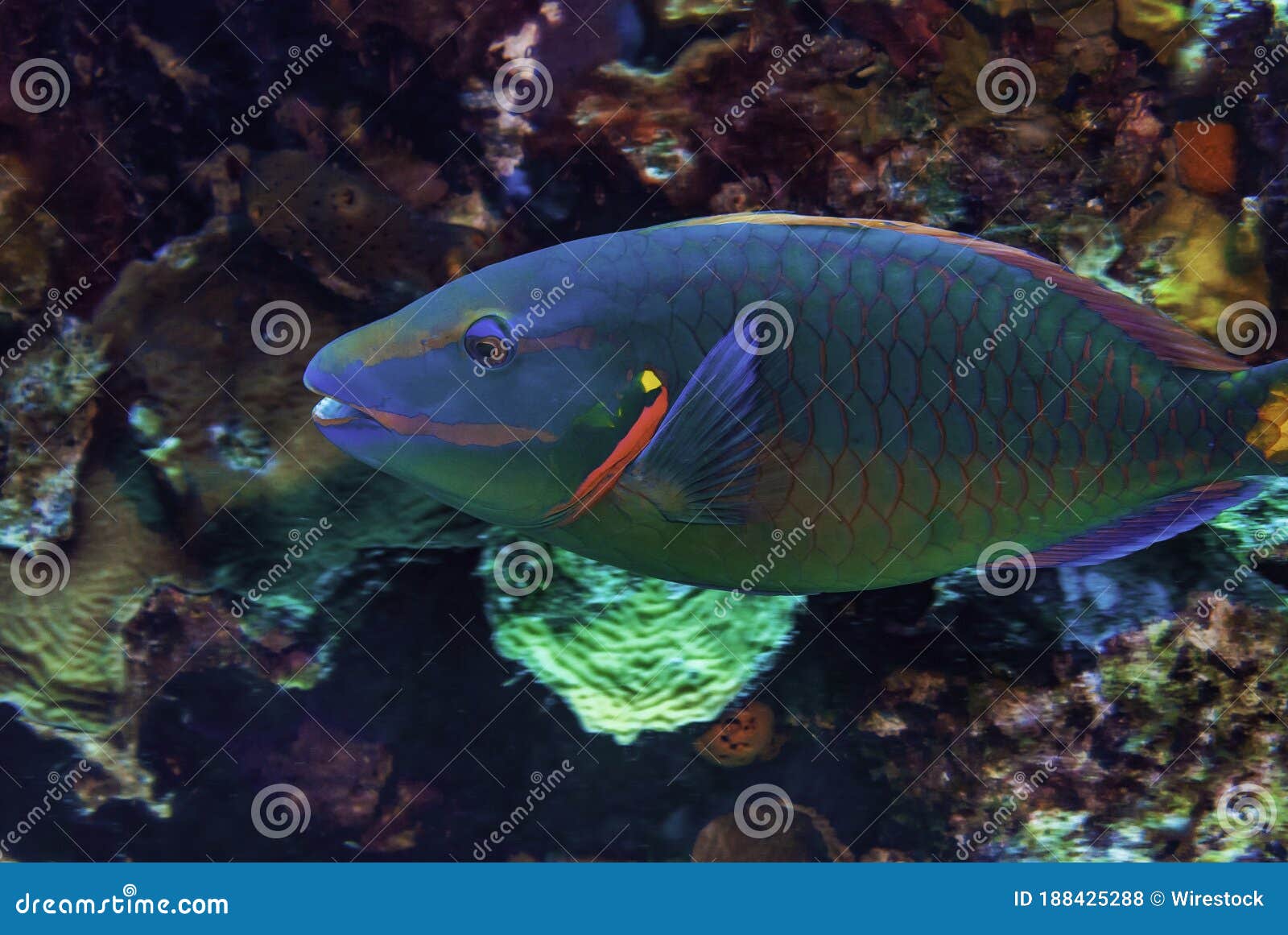 Closeup of a Stoplight Parrotfish in the Sea Stock Photo - Image of ...