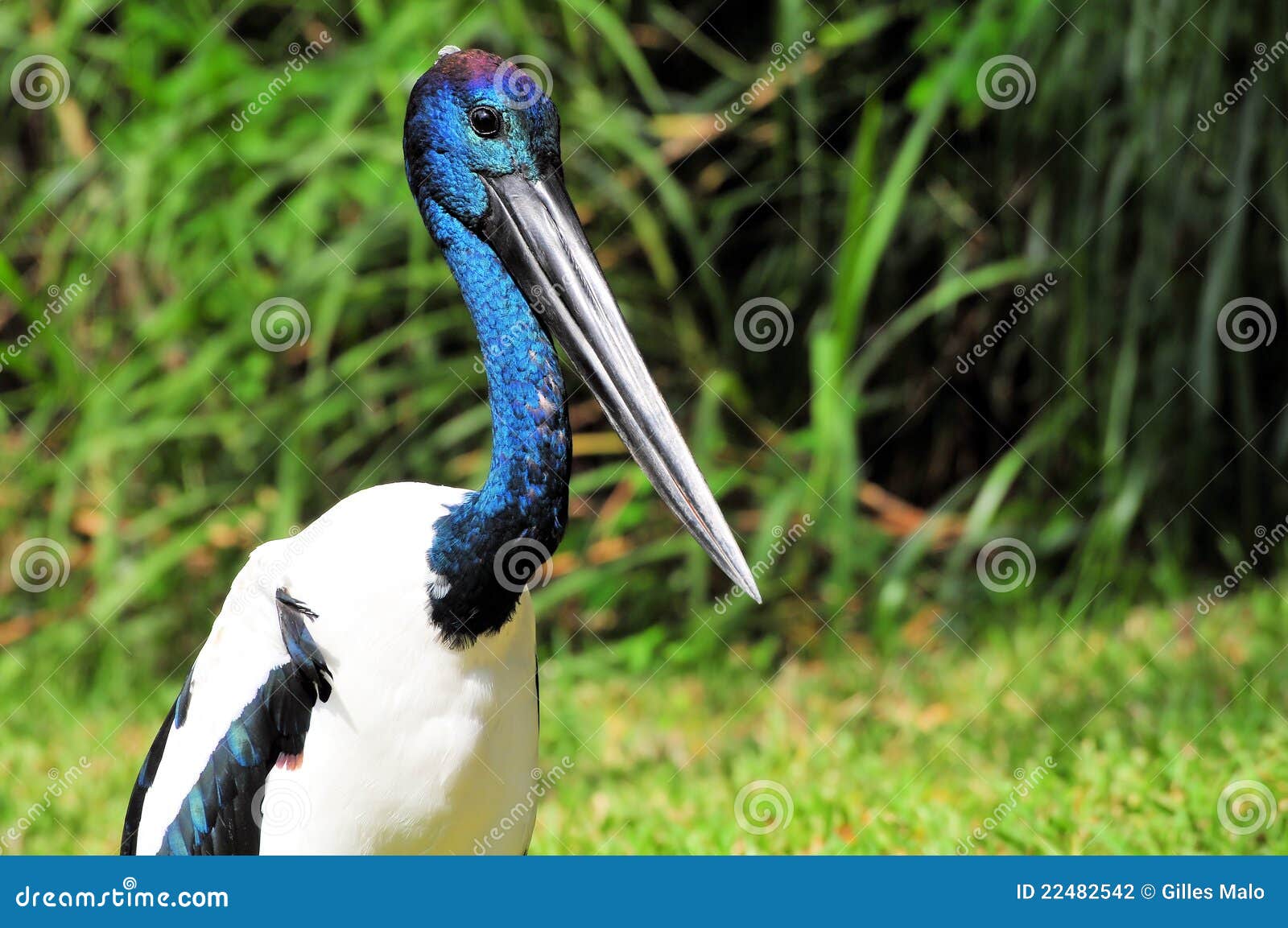 Closeup of a Stork (horizontal) Stock Photo - Image of outdoor ...