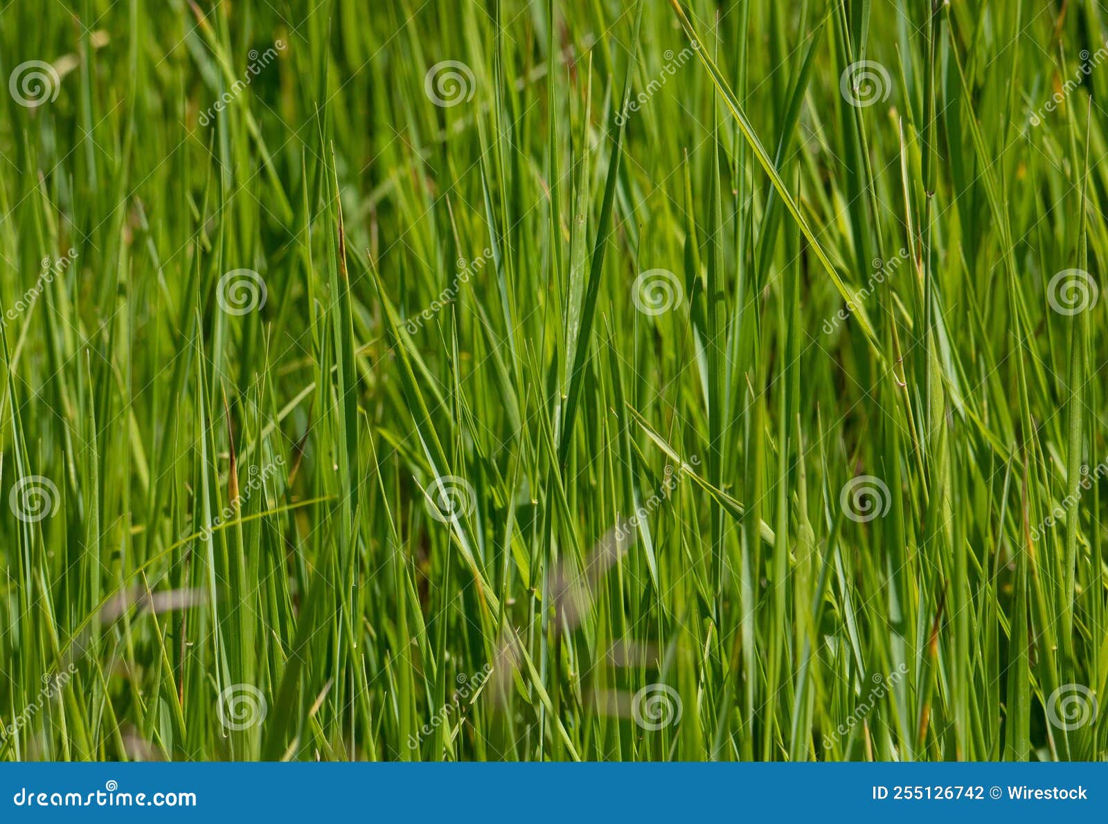 Closeup of Strands of Green Grass Stock Photo - Image of crop, closeup ...