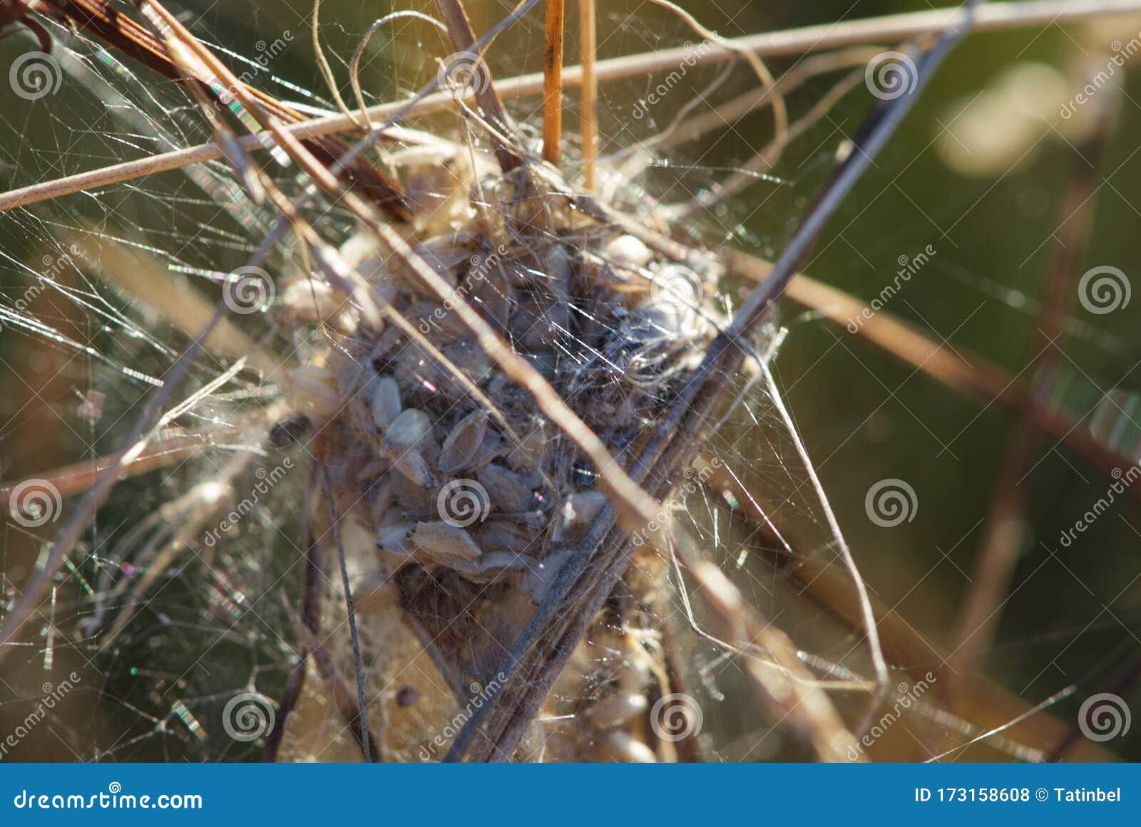 Closeup Strange Abstract Object in the Grass Similar Nest in Web Stock ...