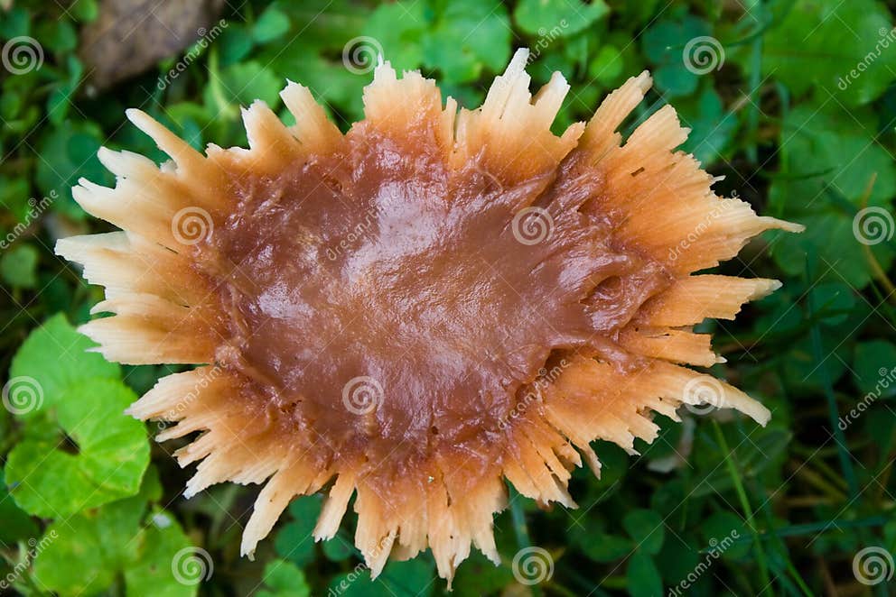 Strange Looking Mushroom or Some Type of Fungus Stock Photo - Image of ... Strange Looking Mushroom or Some Type of Fungus Stock Photo - Image of ...