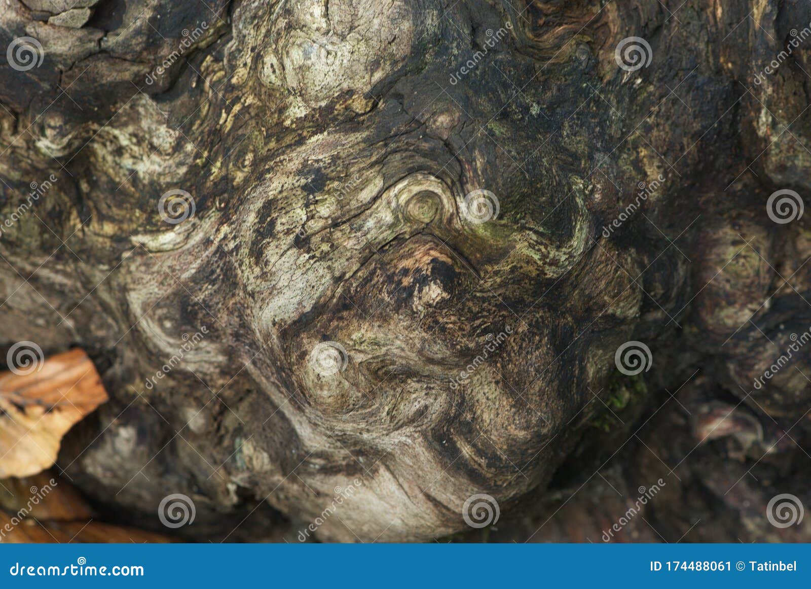 Closeup Structure of Knotty Amazing Bizarre Pine Root in Forest Stock ...