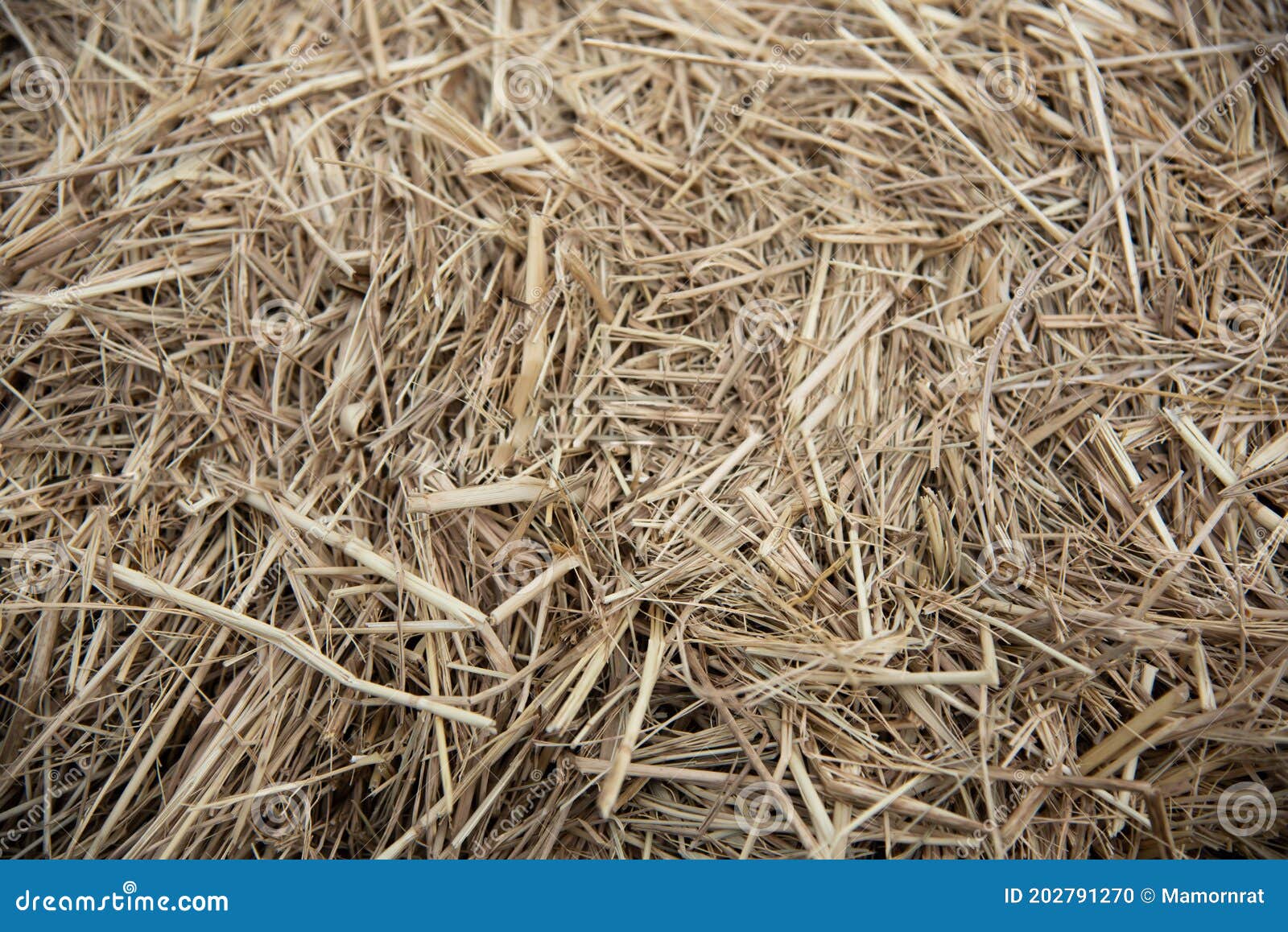 Closeup of Straws Laid Disorderly on the Ground Stock Photo - Image of ...