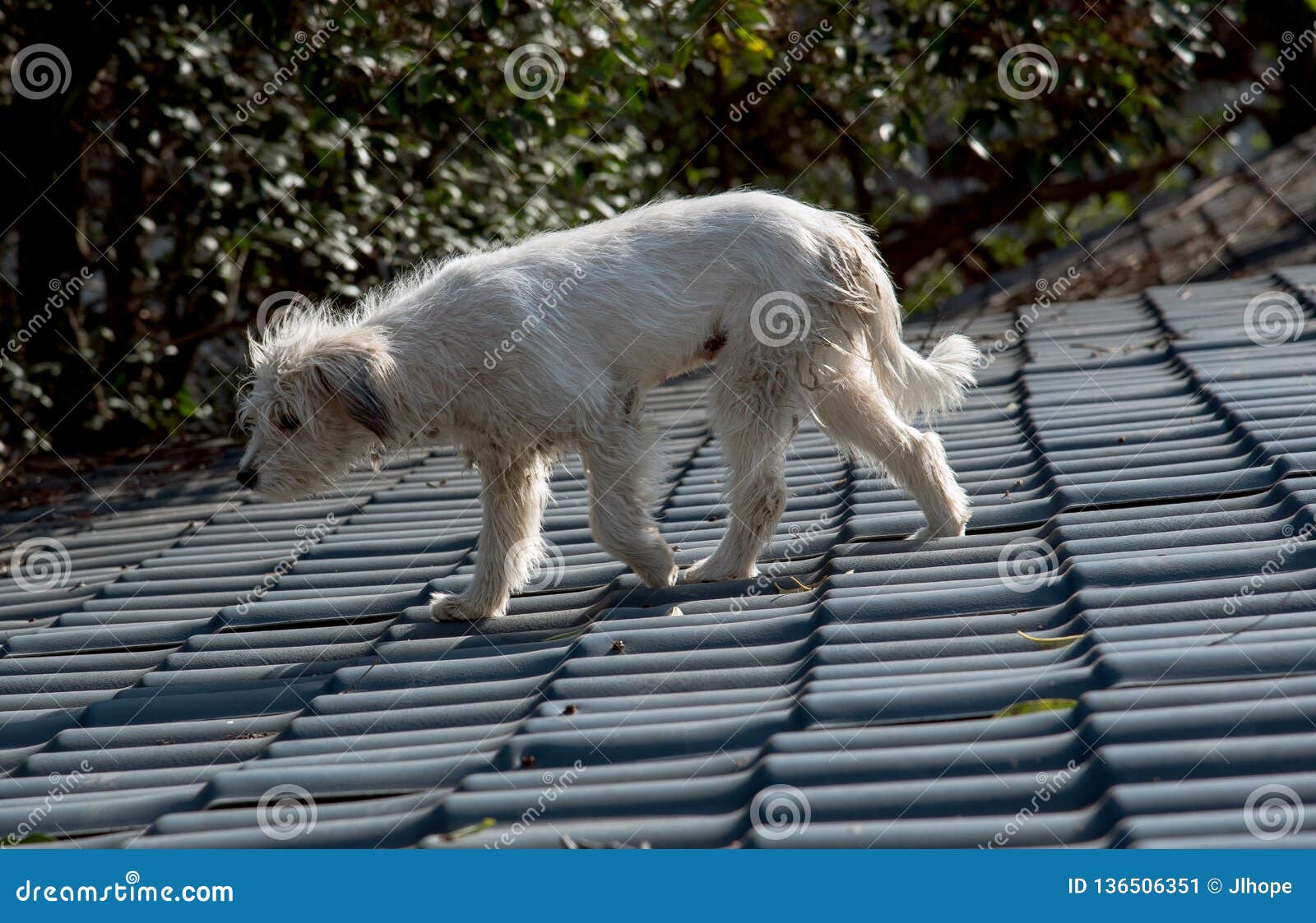 Closeup of a Stray Dog on the Roof Stock Image - Image of light ...