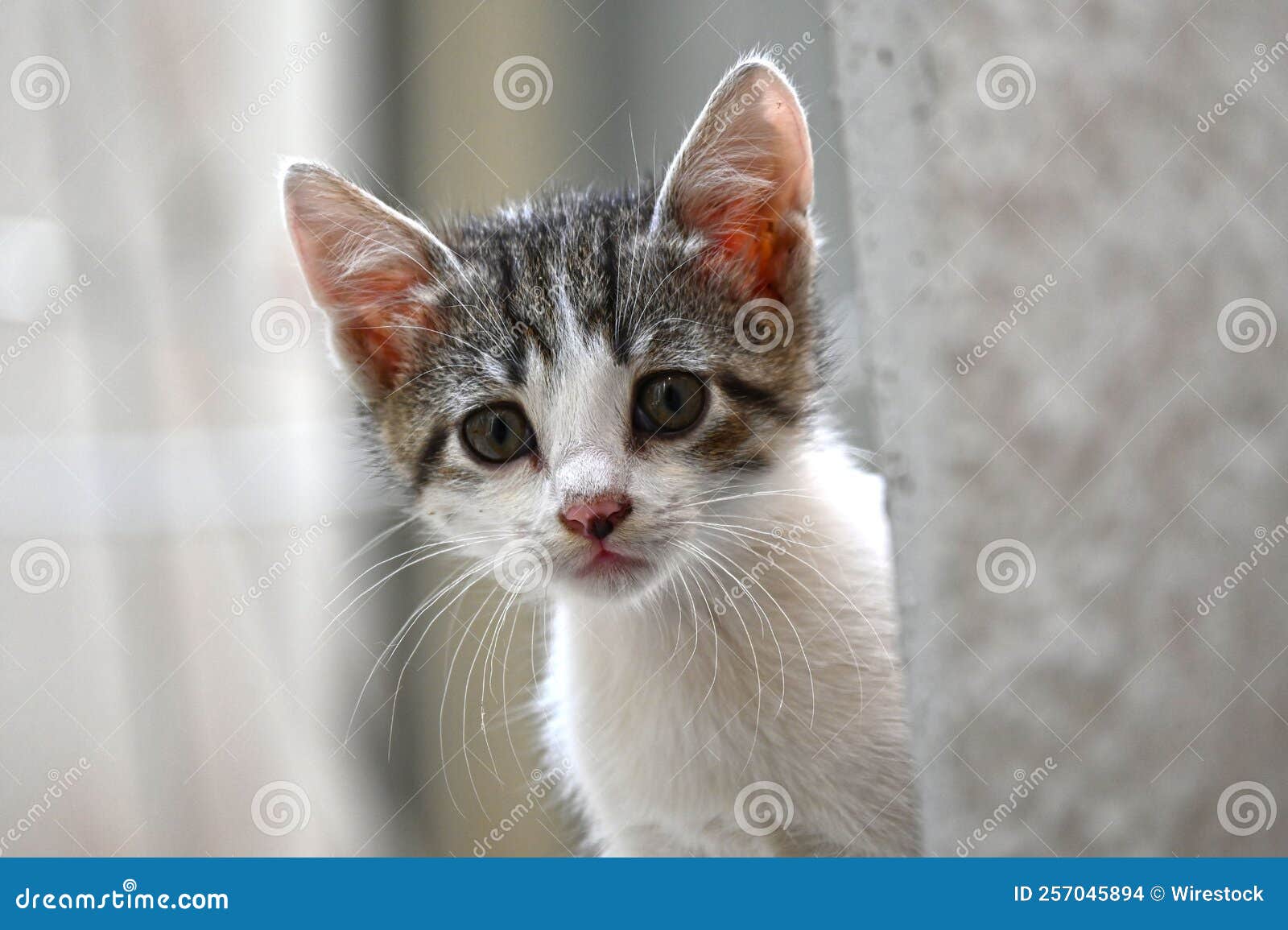 Closeup of a Stray Kitten Hiding Behind a Wall Stock Photo - Image of ...