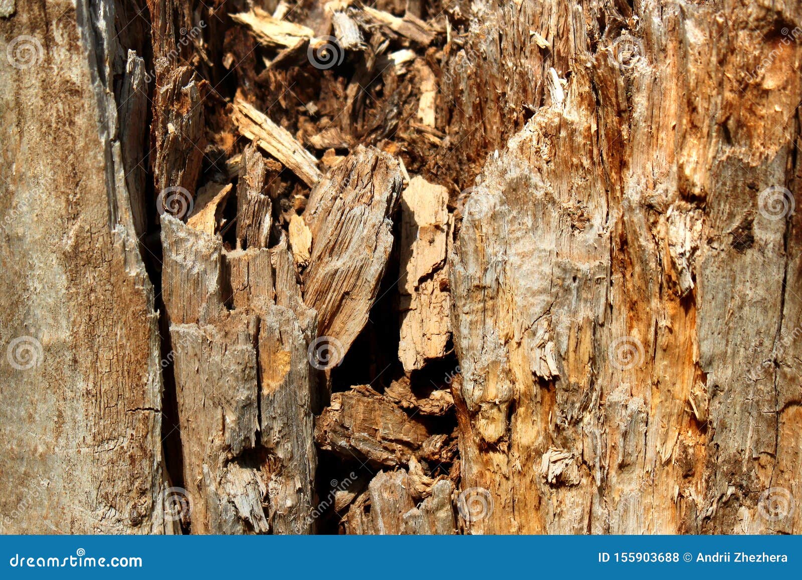 Old Rotten Decayed Tree Overgrown With Moss Stock Photo | CartoonDealer ...