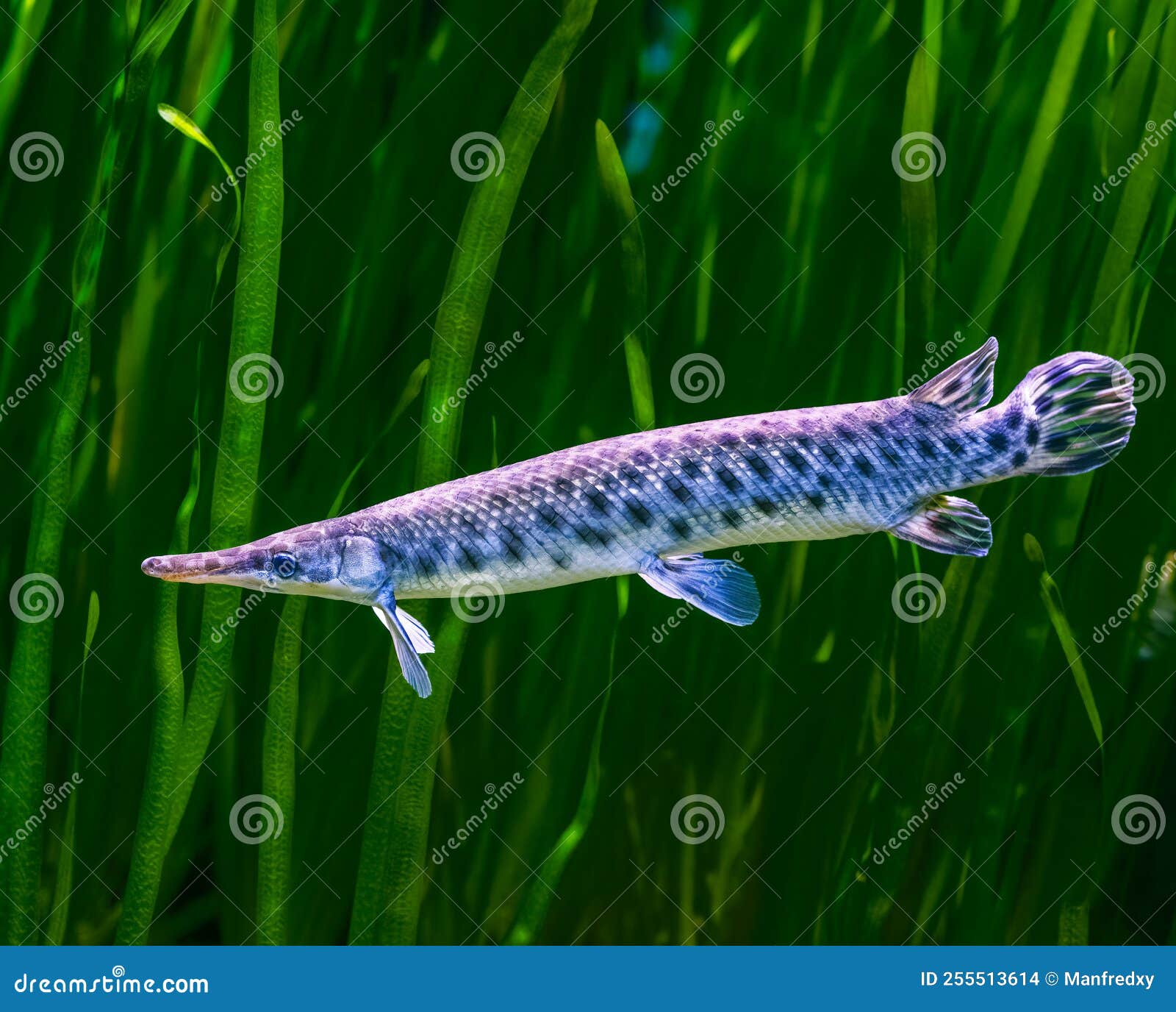 Closeup of a sturgeon fish stock photo. Image of swimming - 255513614