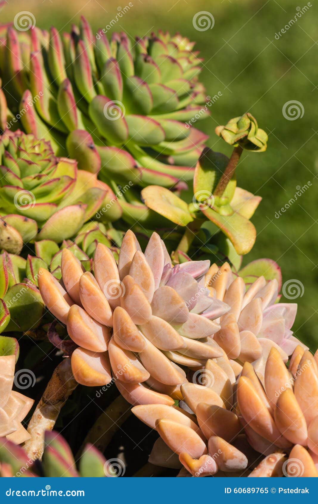 Closeup of Succulent Plants Stock Image - Image of closeup, collection ...