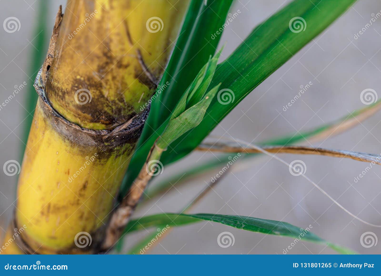Closeup of Sugar Cane Plantation (sugarcane Stock Image - Image of land ...