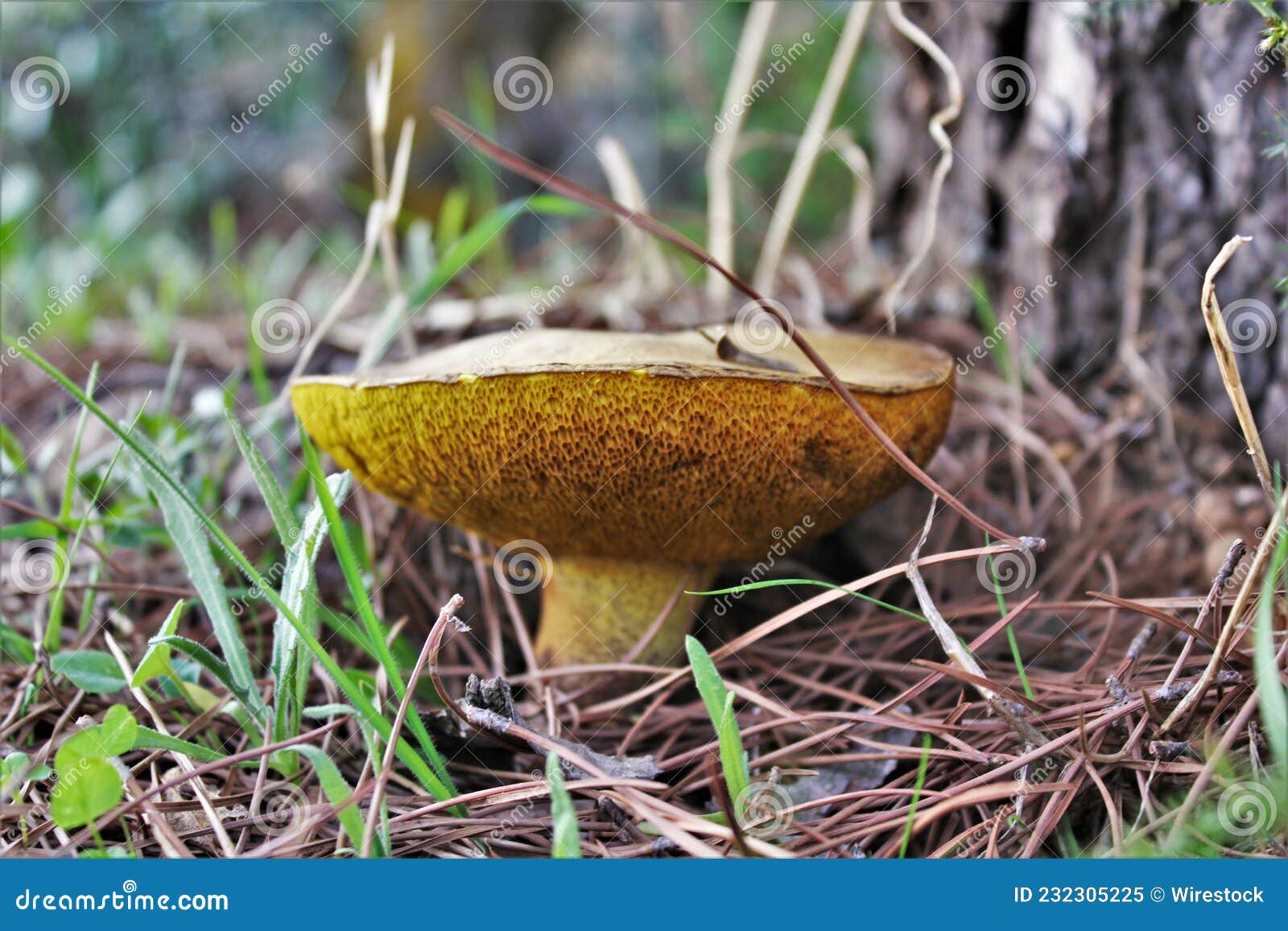Suillus Bovinus Stock Photography | CartoonDealer.com #16244852