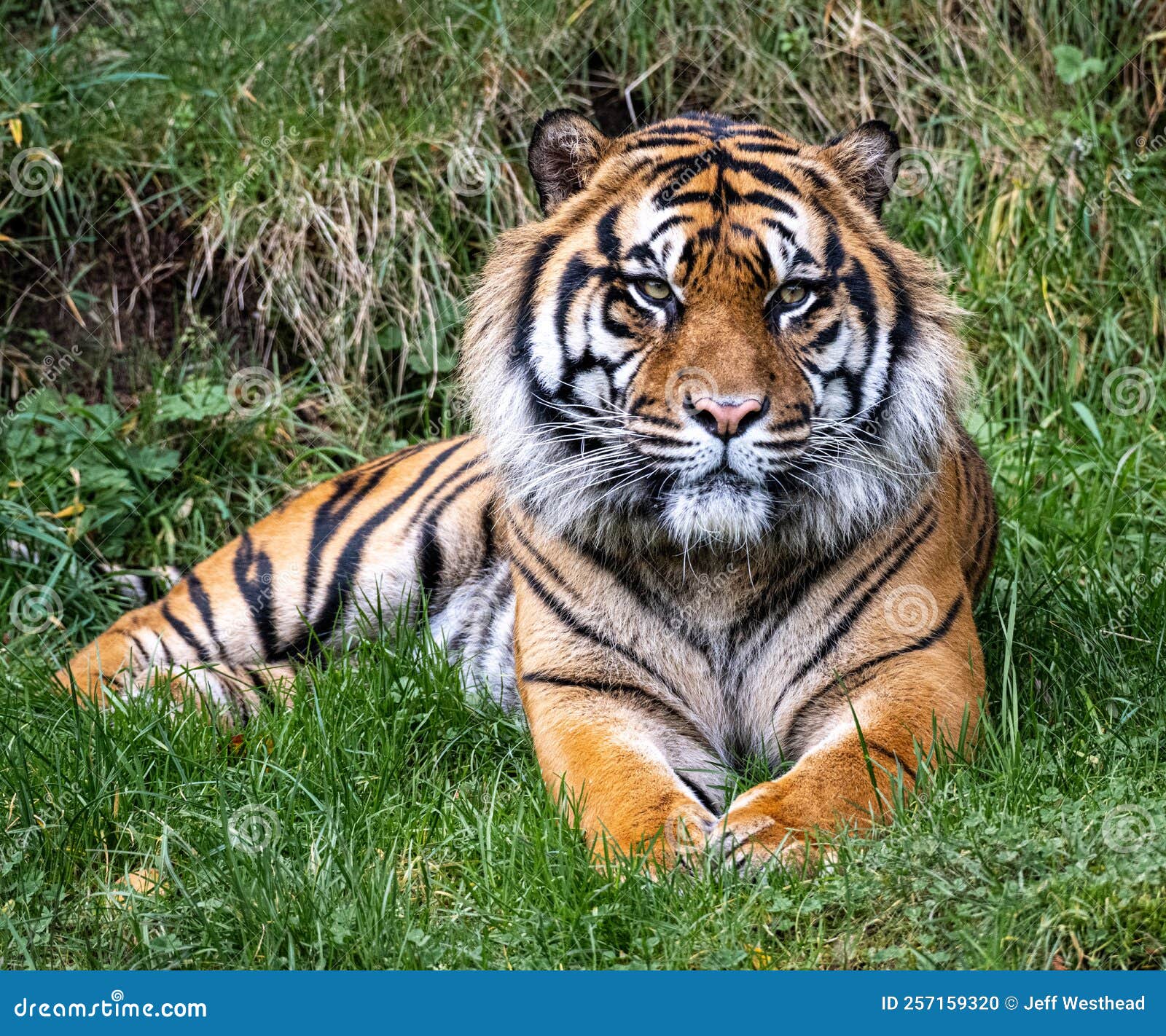 Closeup of a Sumatran Tiger at Point Defiance Zoo Stock Photo - Image ...