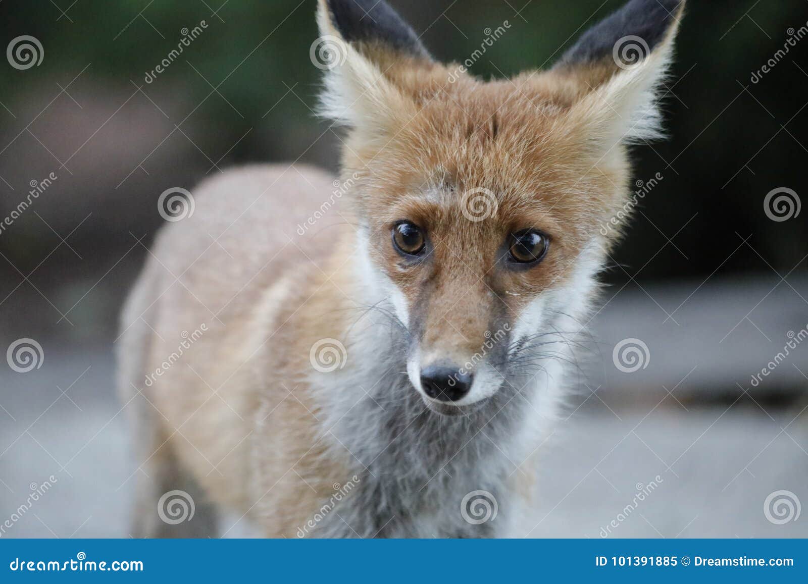 Closeup Summer Photo of Red Fox Stock Image - Image of animal, looking ...