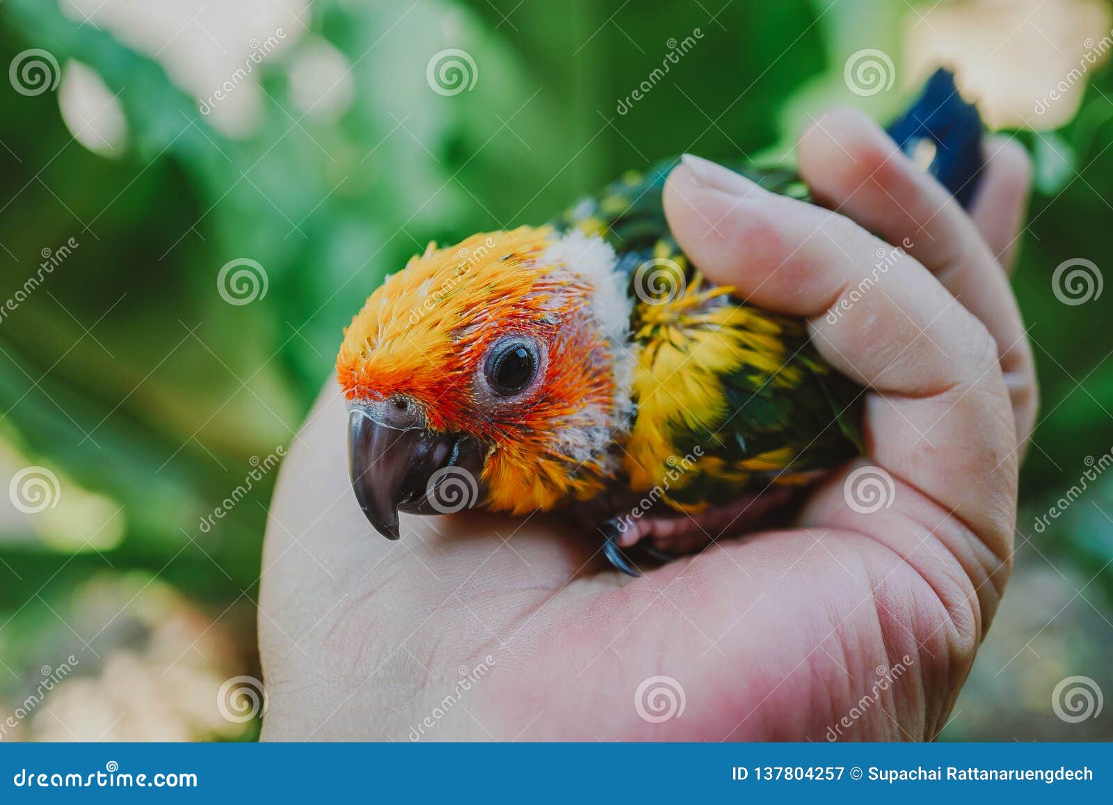 Closeup Sun Conure bird stock image. Image of feather - 137804257