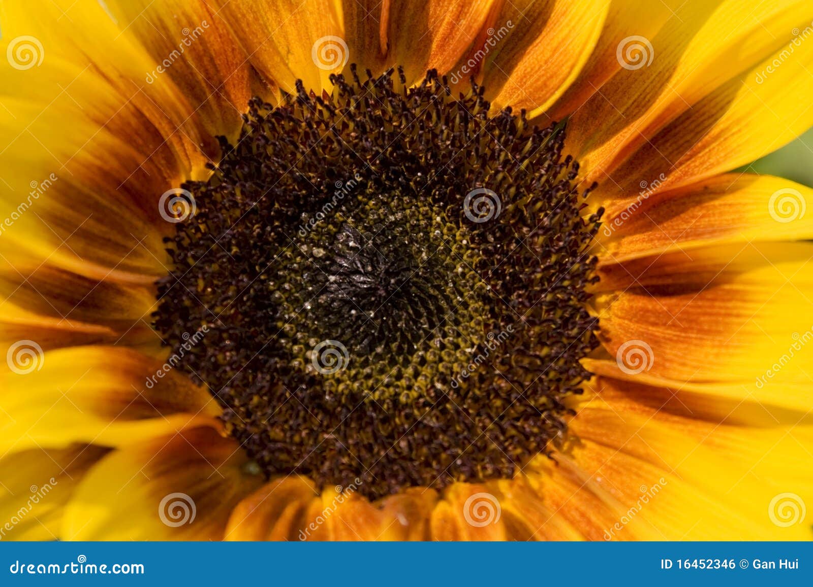 Closeup of sun flower stock photo. Image of brown, overcast - 16452346