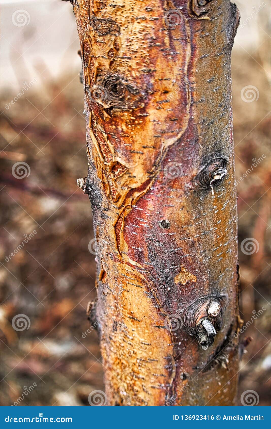 Closeup of a Sun Scald Damage on a Tree Trunk Stock Photo - Image of ...