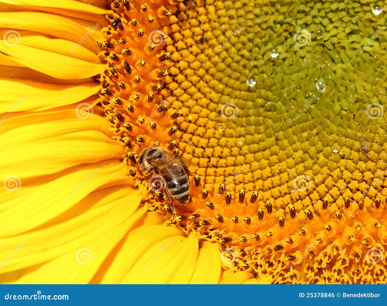 Summer Background - Sunflower with Bee Stock Photo - Image of color ...