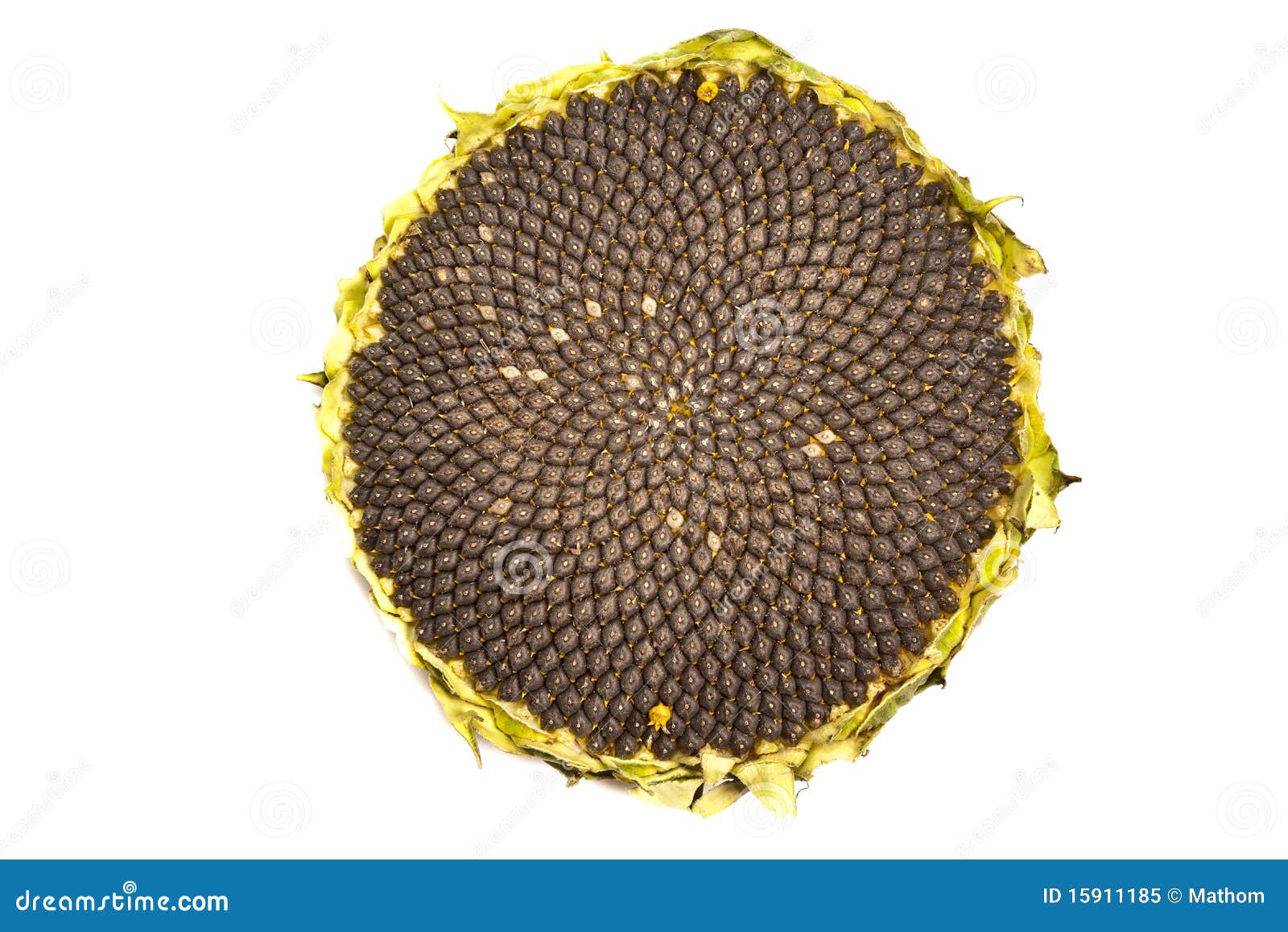 Closeup of sunflower core stock image. Image of orange - 15911185