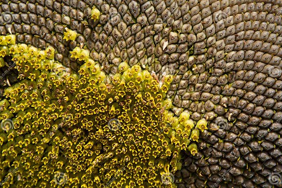 Closeup of a sunflower stock image. Image of natural - 40009343