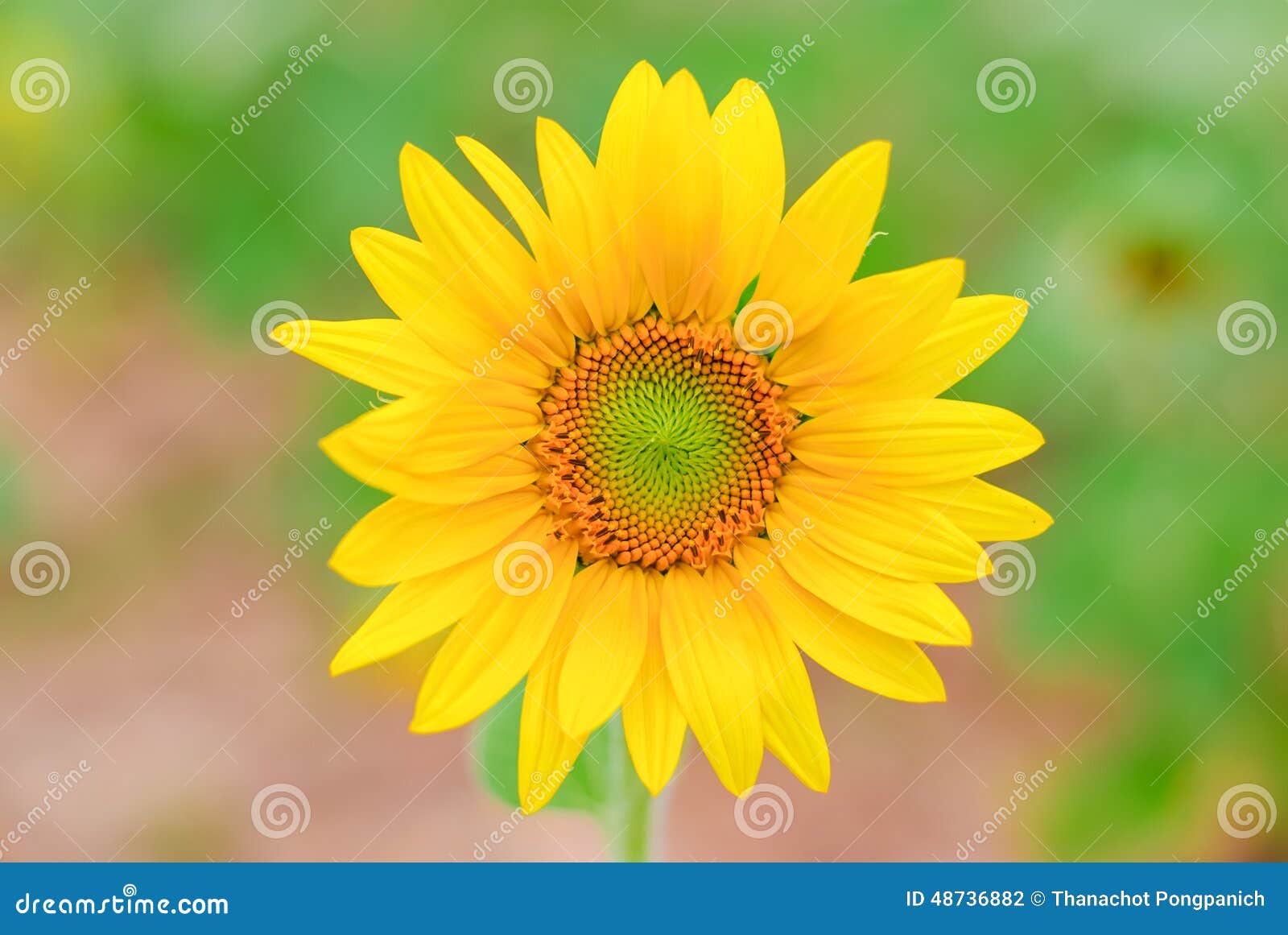 Closeup Sunflower stock photo. Image of plantation, natural - 48736882