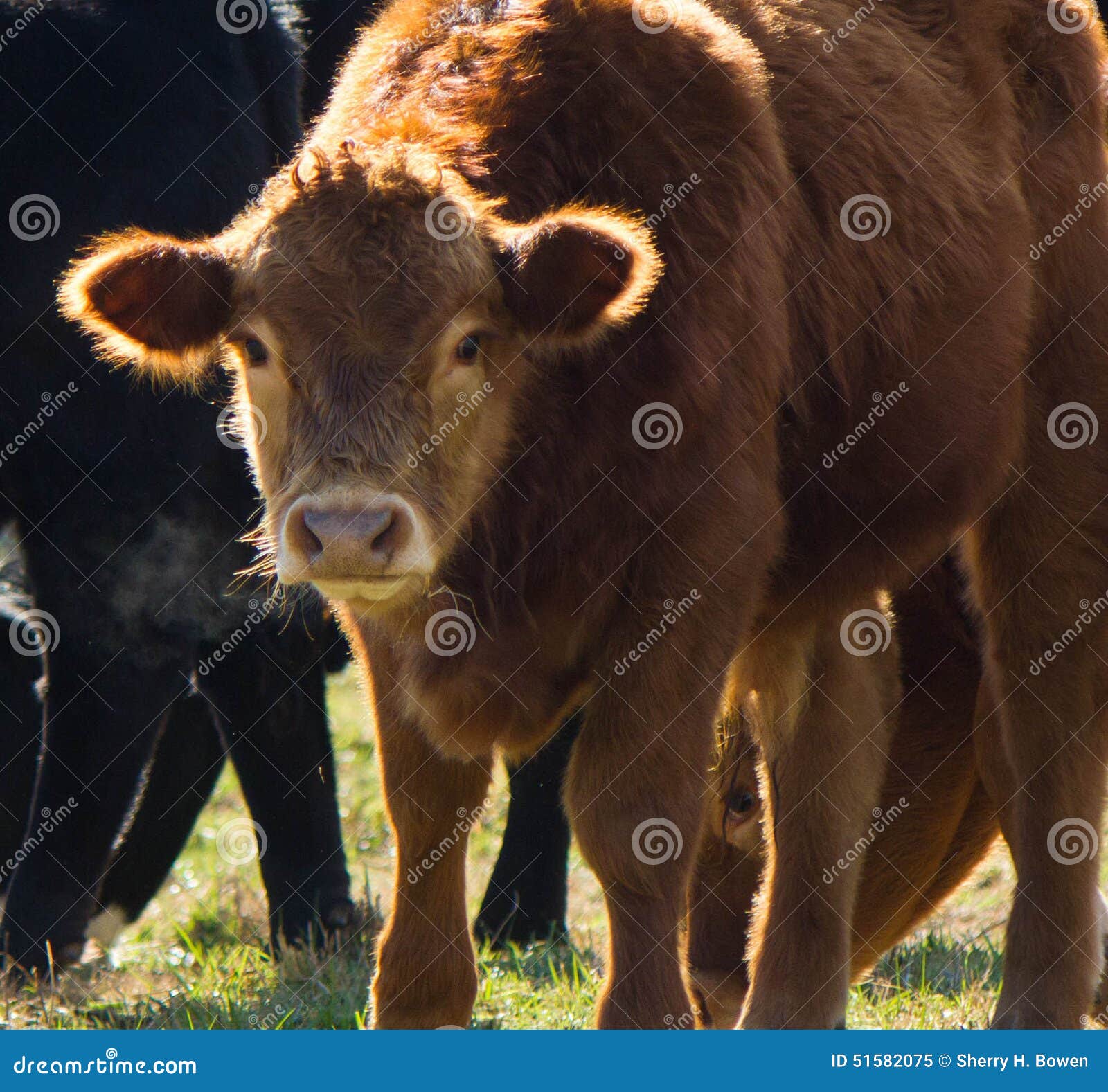 Closeup of Sunny Calf stock image. Image of field, babies - 51582075
