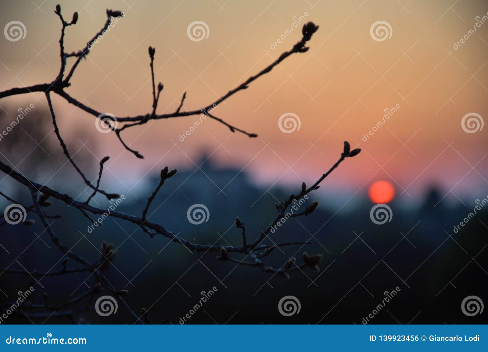 Sunset Backlight of Tree Branches Stock Photo - Image of view, summer ...