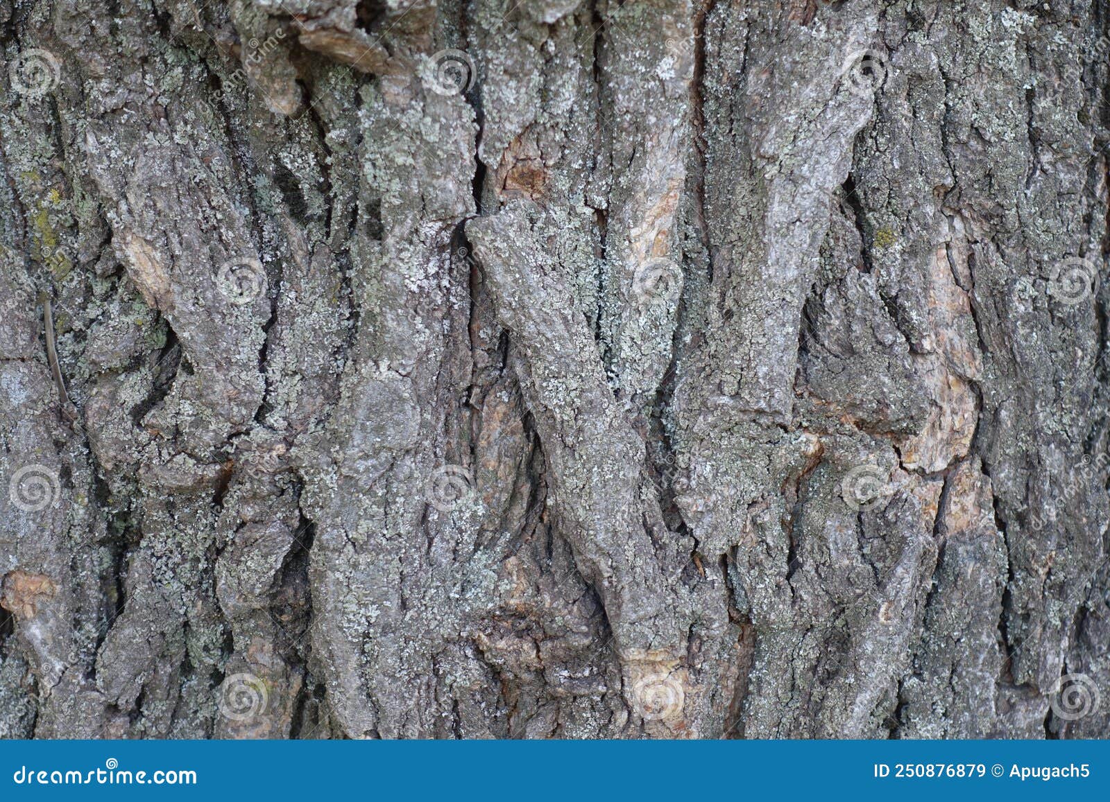 Closeup of Surface of Dry Bark of Mulberry Stock Image - Image of ...