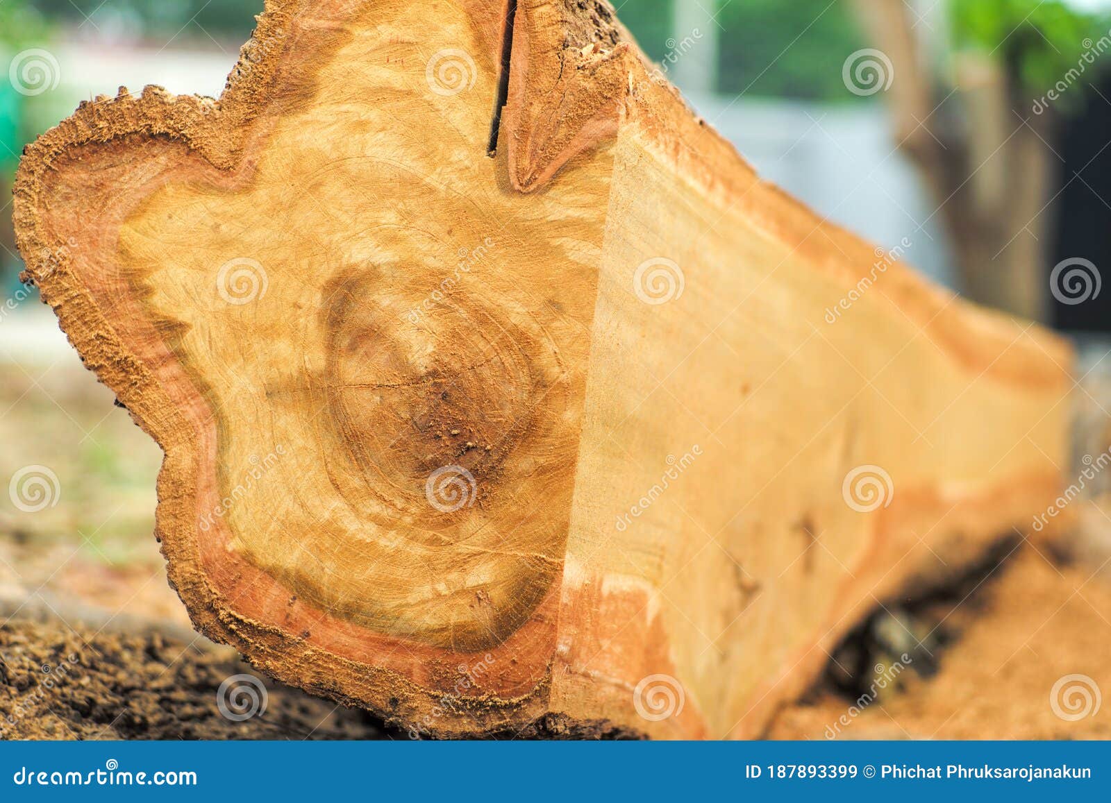 Closeup Surface of the Log while Being Saw in the Factory with Sawdust ...