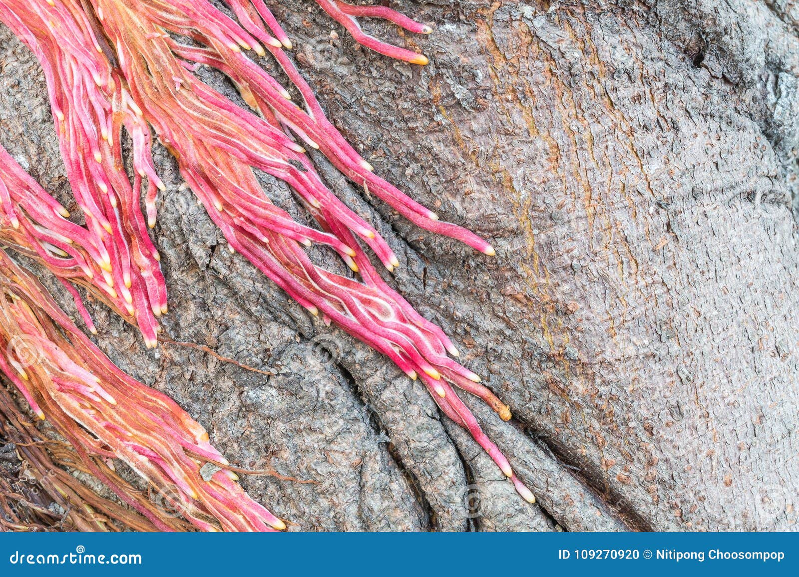 Closeup Surface Red Root Grow On Skin Of Trunk Of Banyan Tree Texture ...