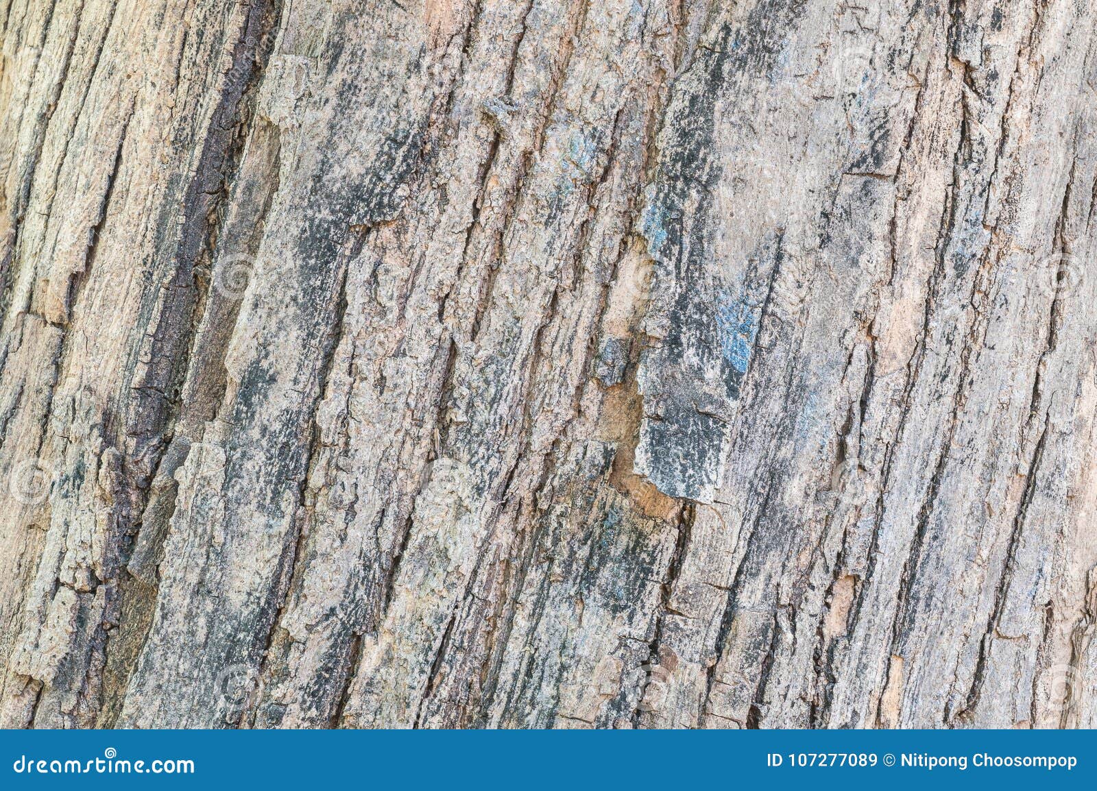 Closeup Surface Wood Pattern at Old Cracked Skin of Trunk of Tree ...