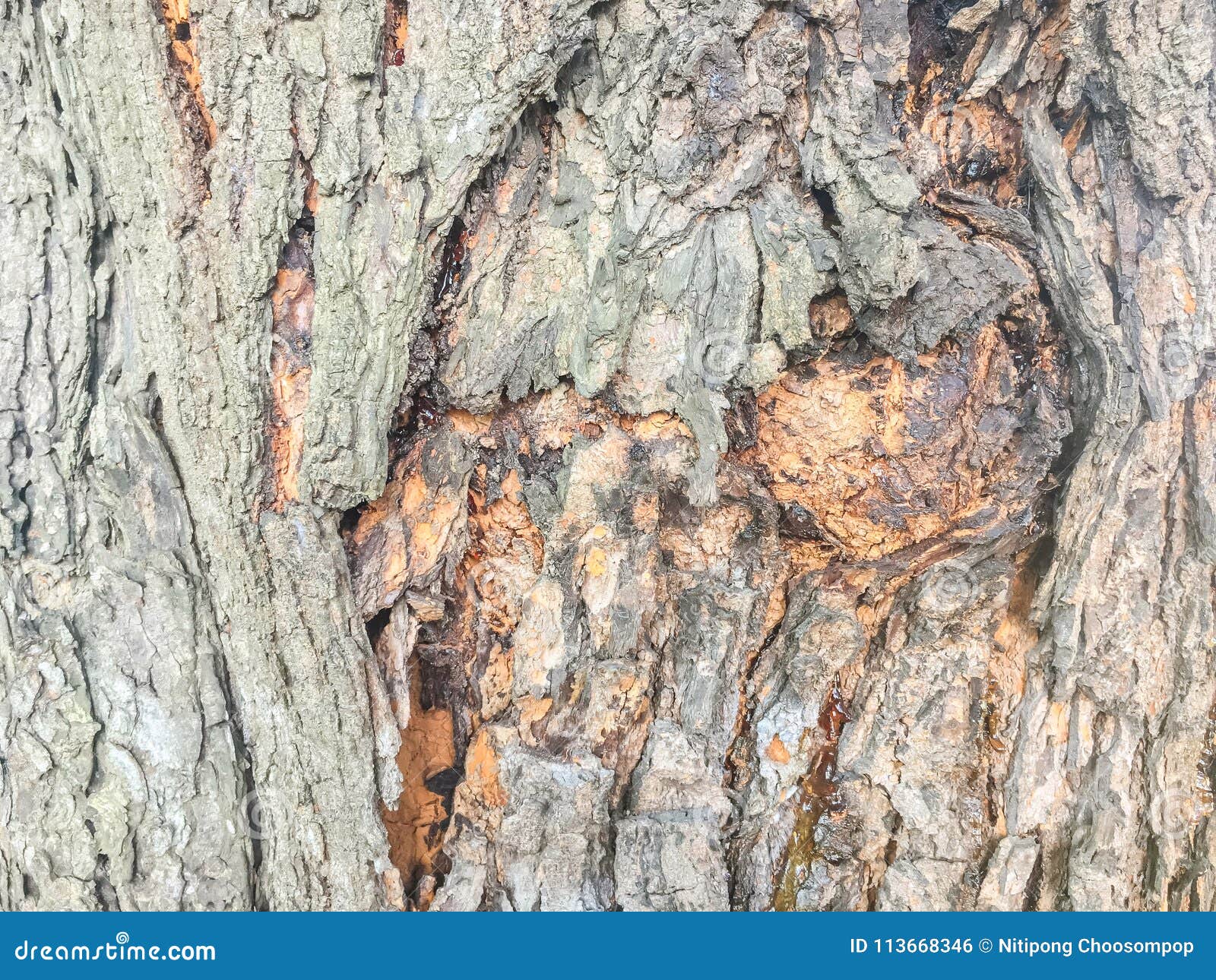 Closeup Surface Wood Pattern at Old Cracked Skin of Trunk of Tree ...