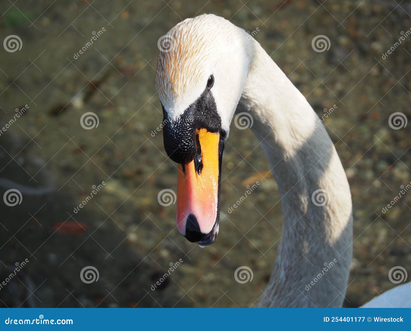 Closeup of Swan Head with Shadow Stock Image - Image of shadow, eyes ...