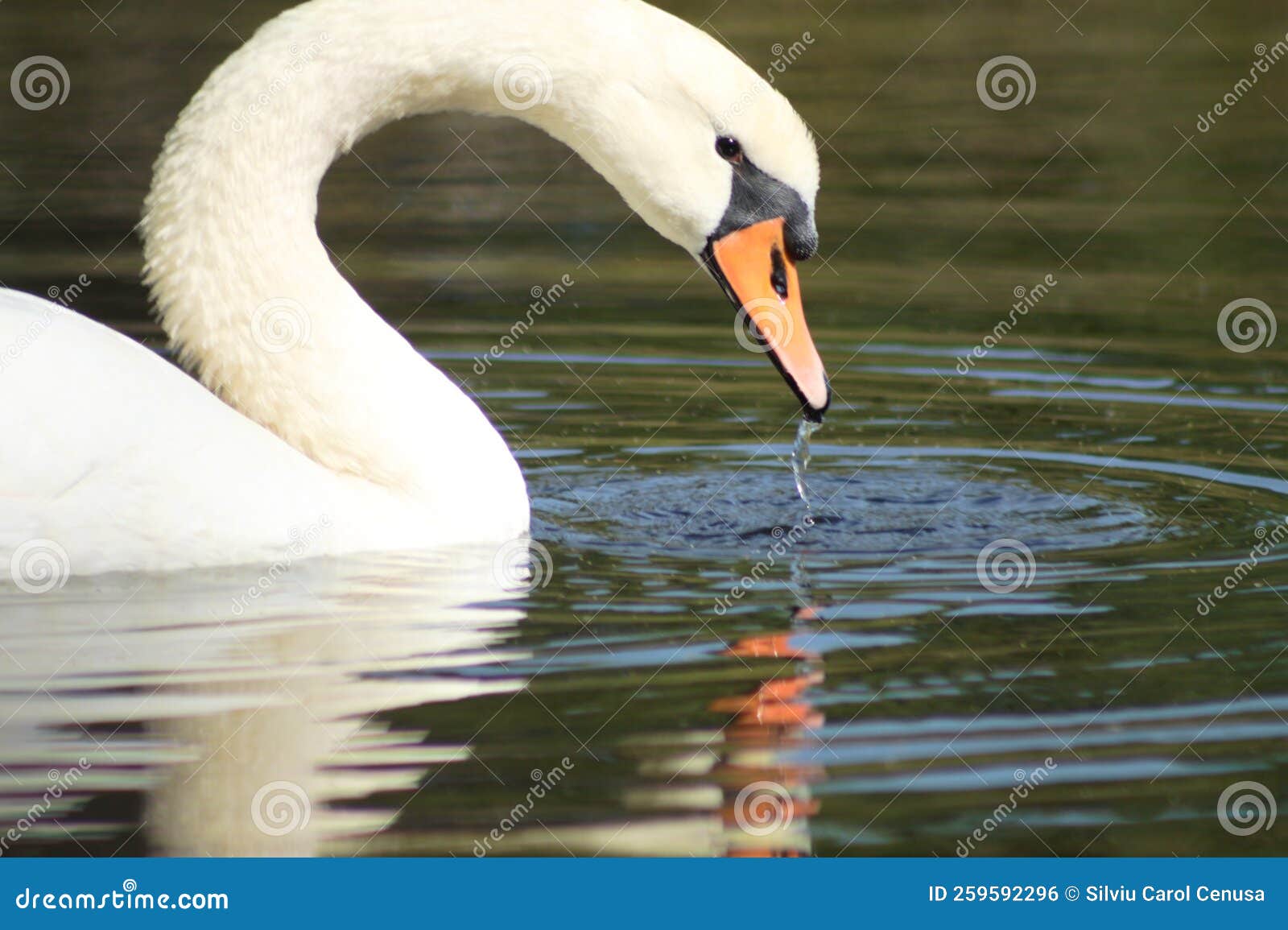 Closeup of Swan Reflected on Ripple Water Searching Under Water Side ...