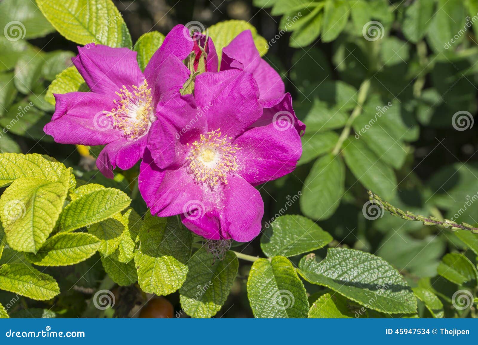 Closeup of Sweetbrier Flowers Stock Photo - Image of spring, beauty ...