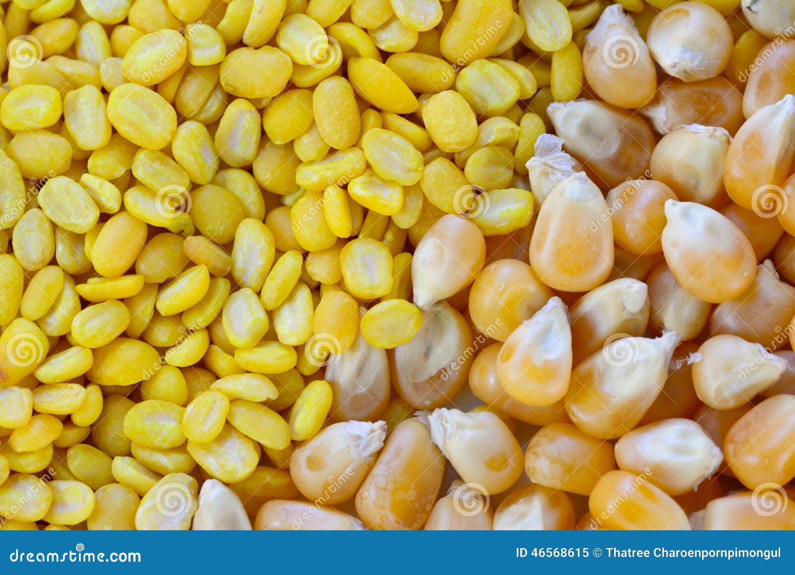 Closeup of Sweetcorn Seeds and Split Yellow Mung Beans Stock Image ...